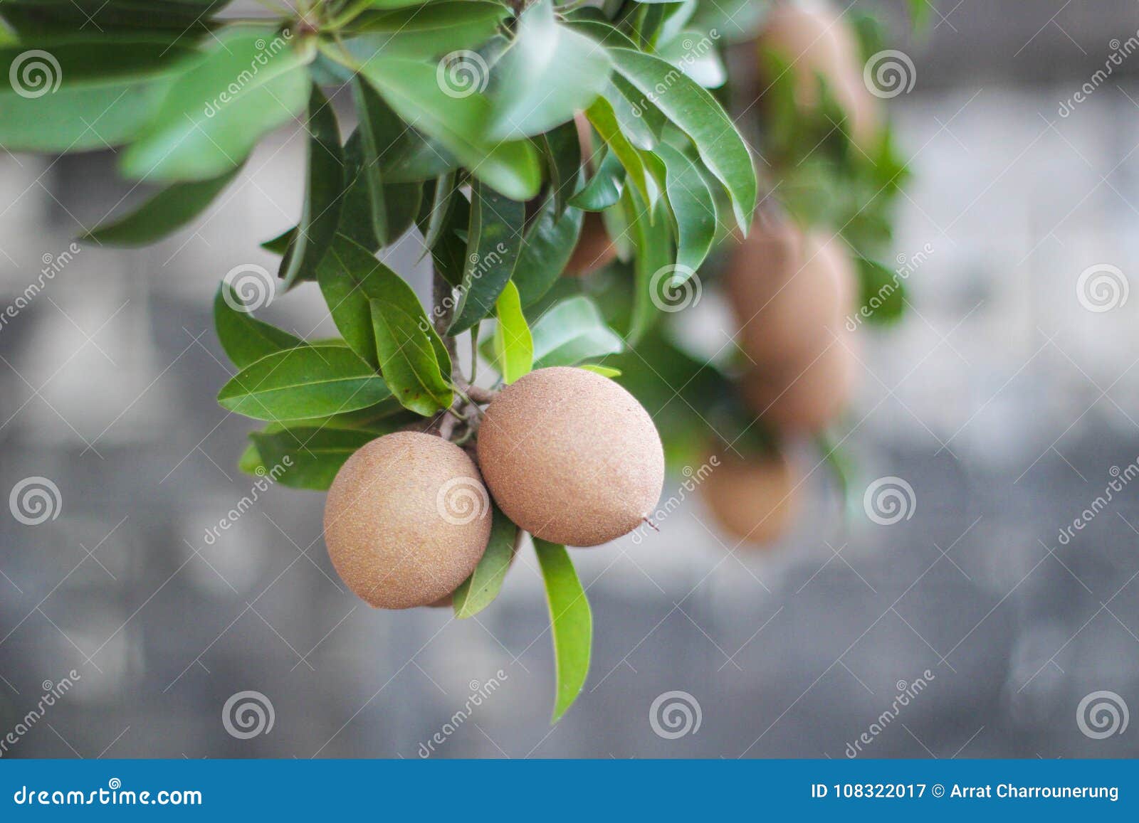 Sapota fruit on tree stock image. Image of agriculture - 108322017