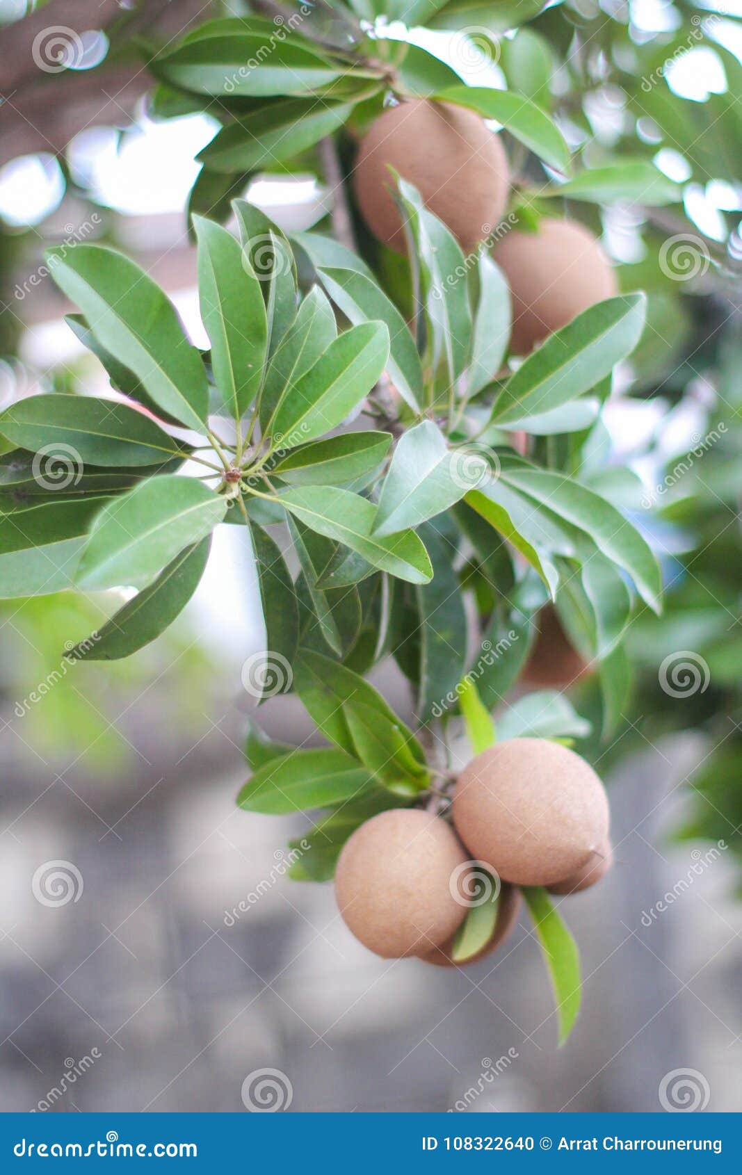 Sapota fruit on tree stock photo. Image of chiku, green - 108322640
