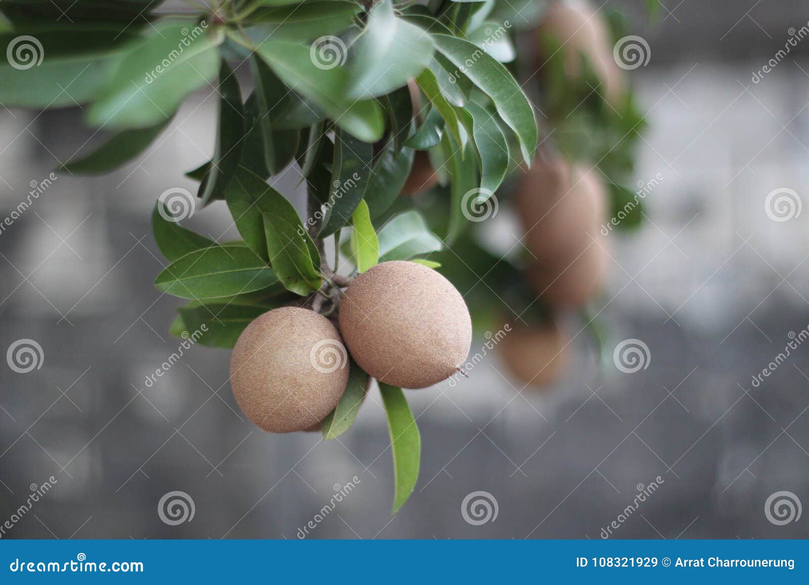 Sapota fruit on tree stock image. Image of sapota, plantae - 108321929