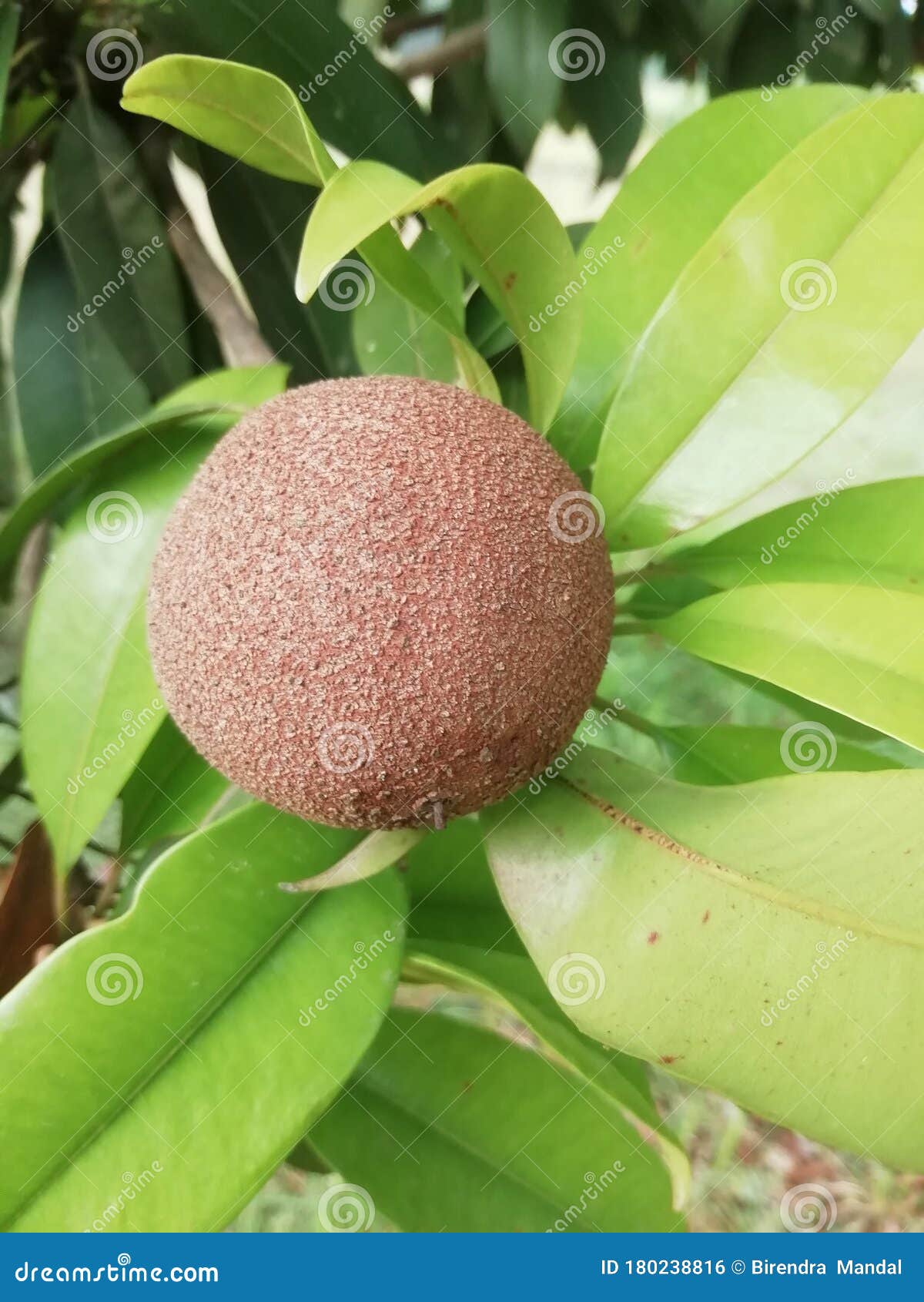 Sapota in Indian village stock photo. Image of fruit - 180238816