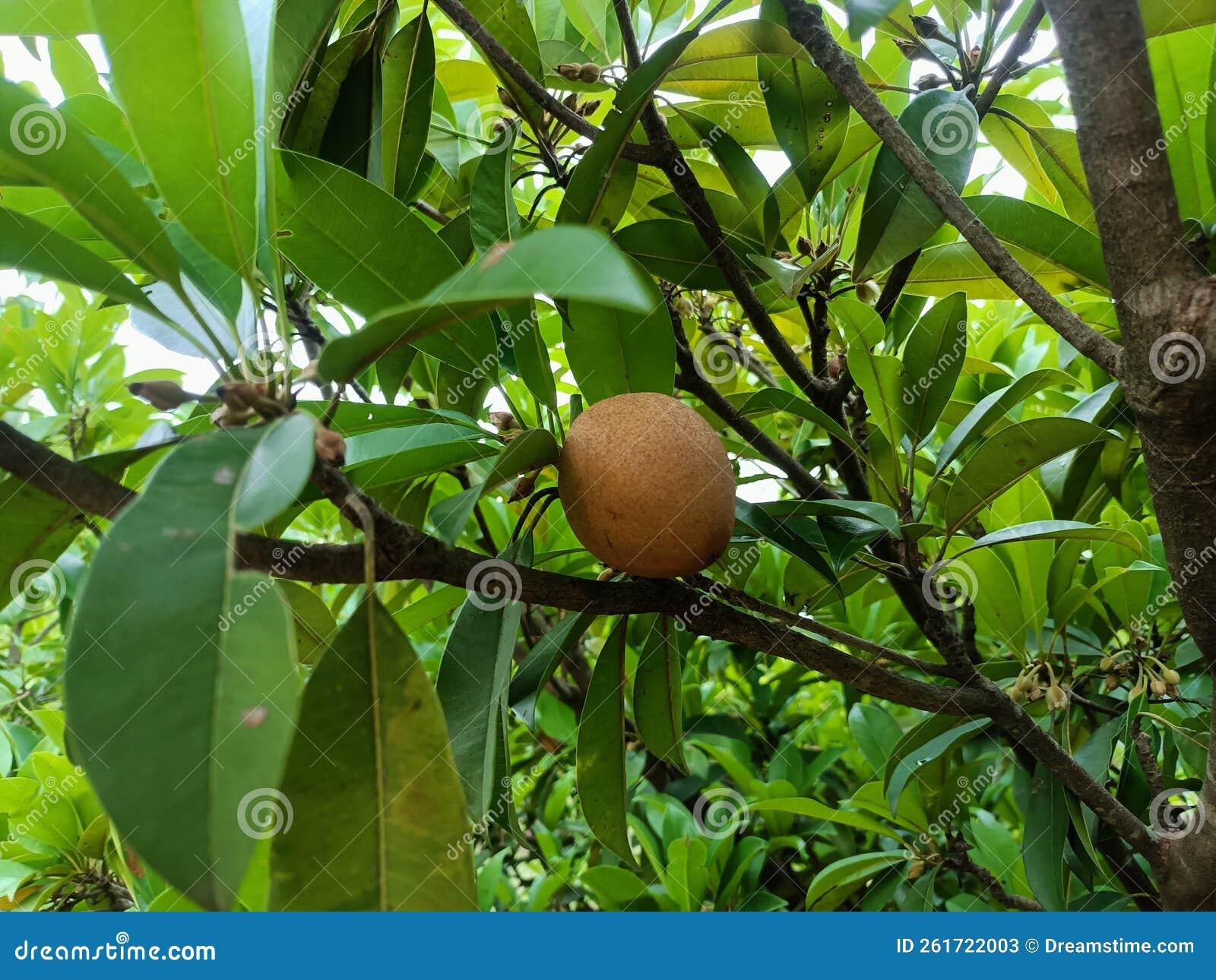 Sapota / Sapodila Fruit on Its Tree Stock Image - Image of fruit, tree ...