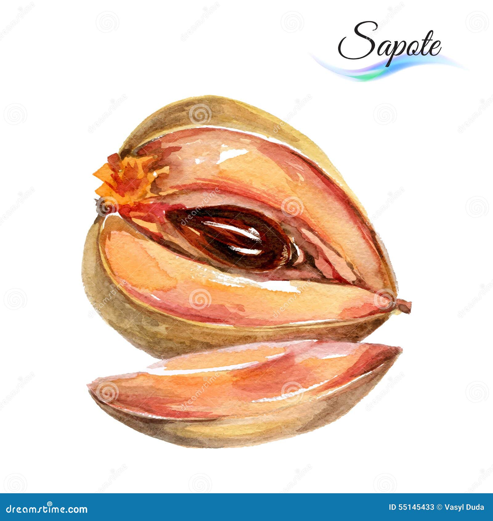 Sapote ilustración del vector. Ilustración de fresco - 55145433