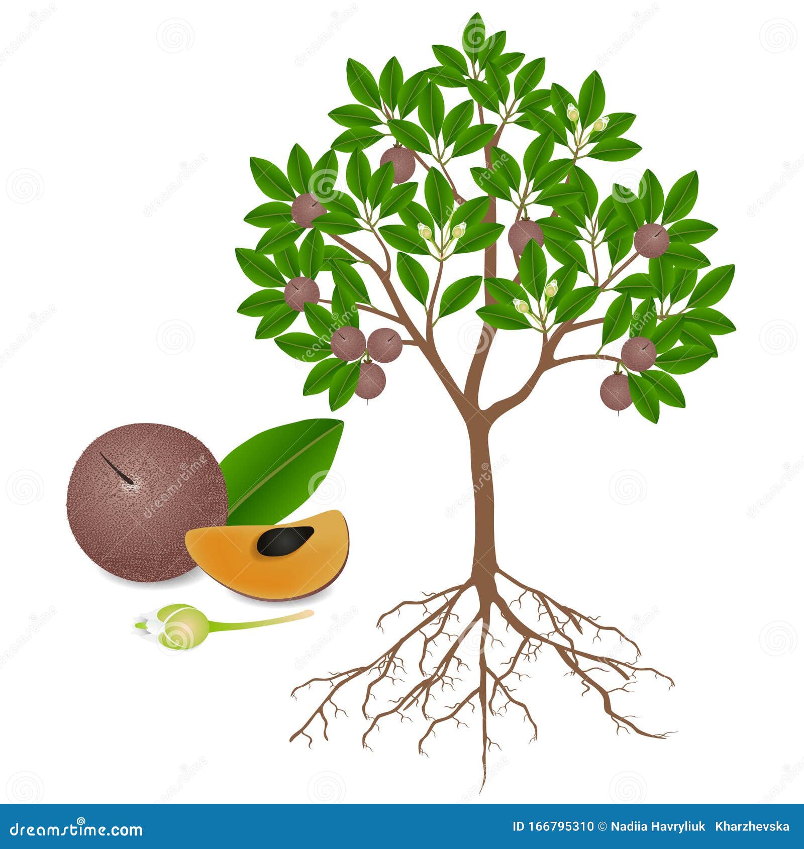 White Sapote Whole And Cut Fruit, Juicy Fruit With A Few Seeds Vector ... White Sapote Whole And Cut Fruit, Juicy Fruit With A Few Seeds Vector ...