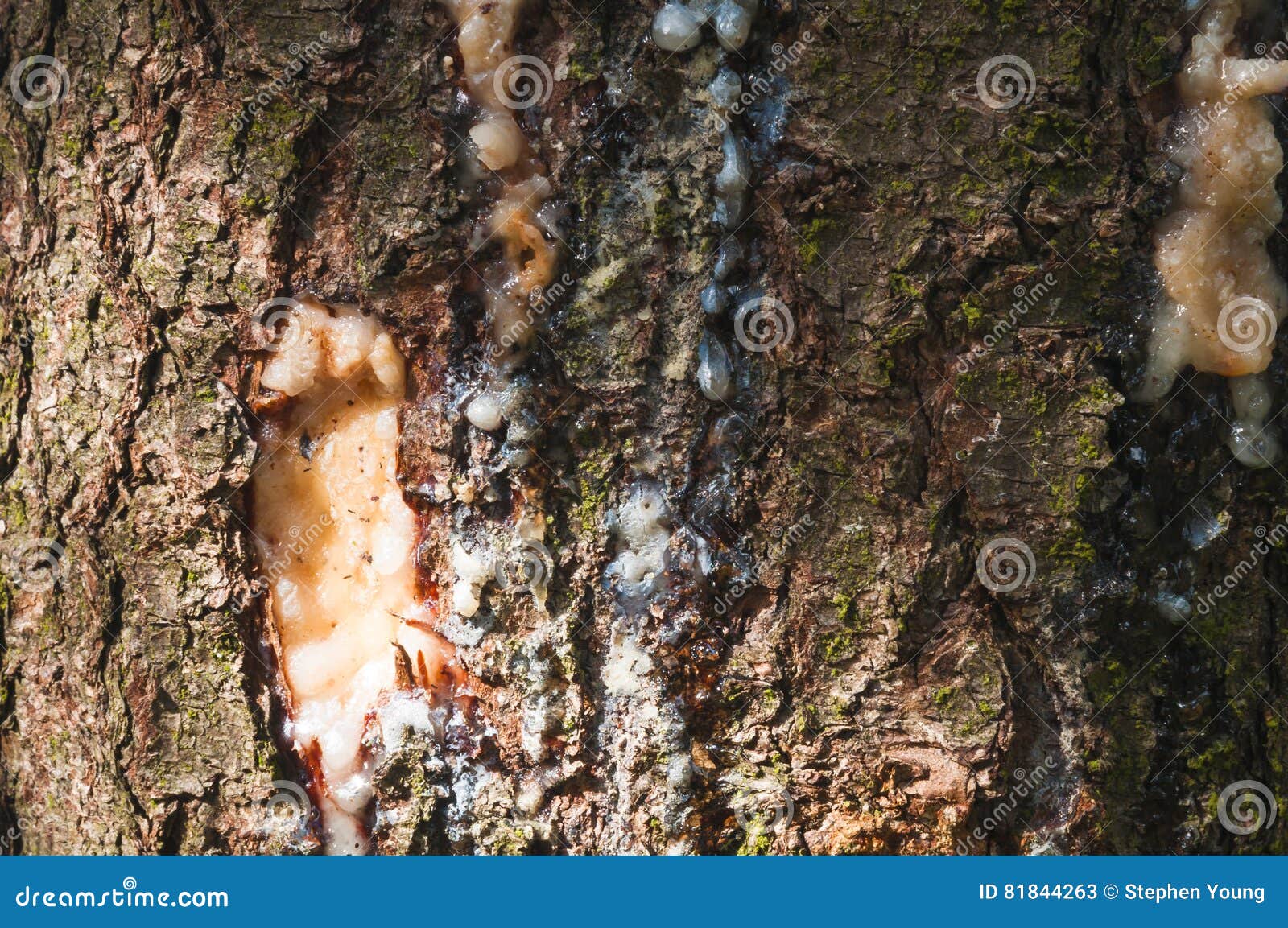 Sapped stock image. Image of odour, texture, smell, space - 81844263