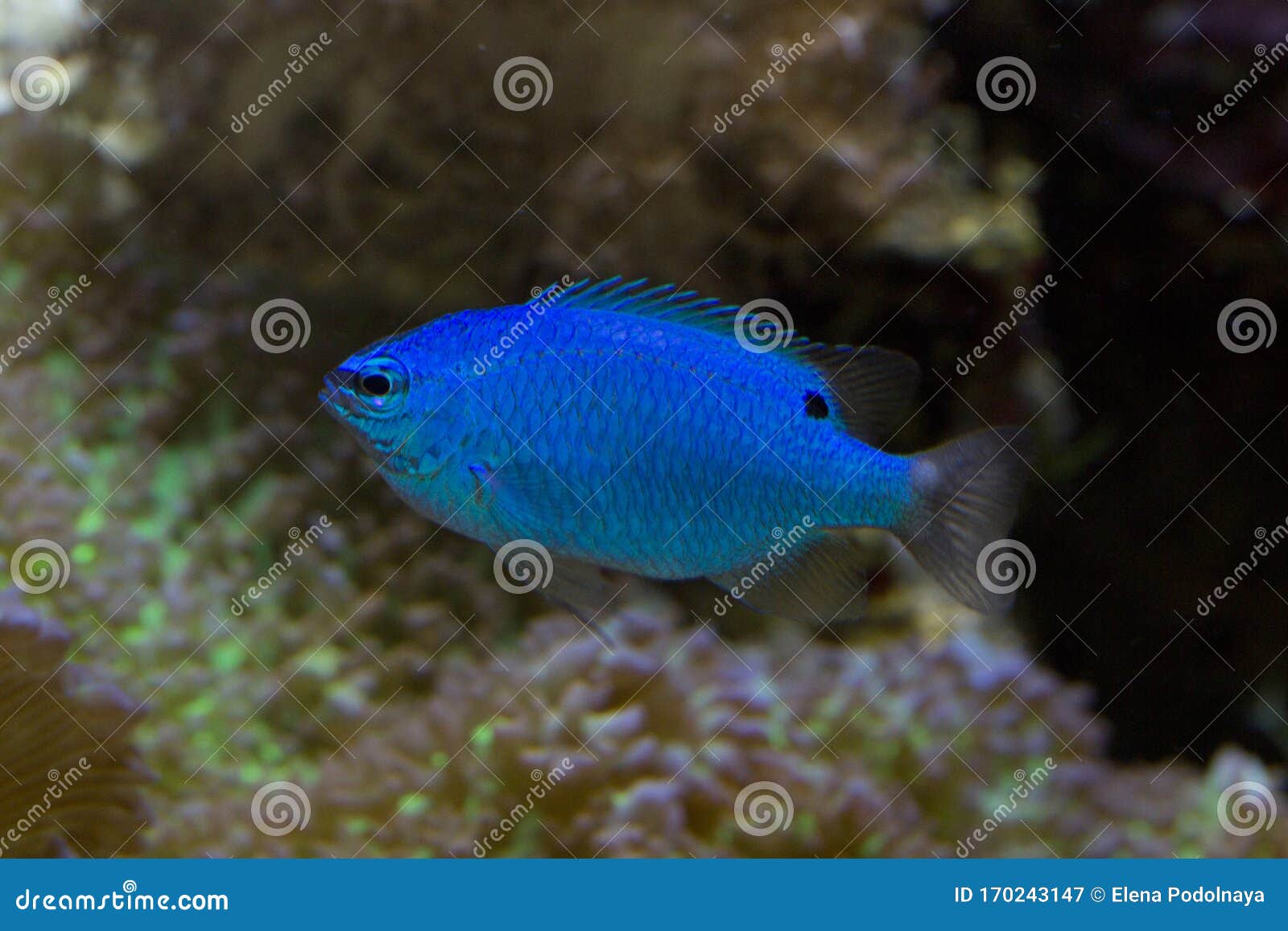 The Sapphire Devil, Blue Devil Damselfish Chrysiptera Cyanea. Stock ...
