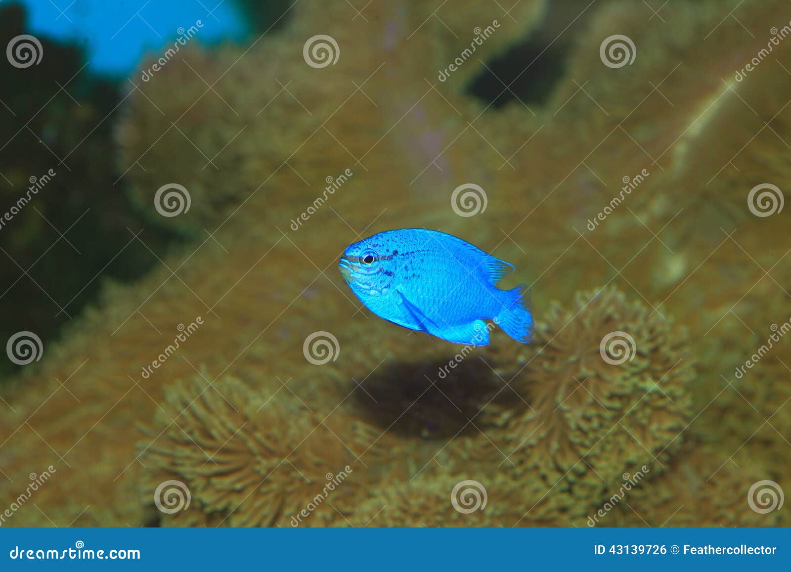 Sapphire devil stock photo. Image of ryukyu, chrysiptera - 43139726