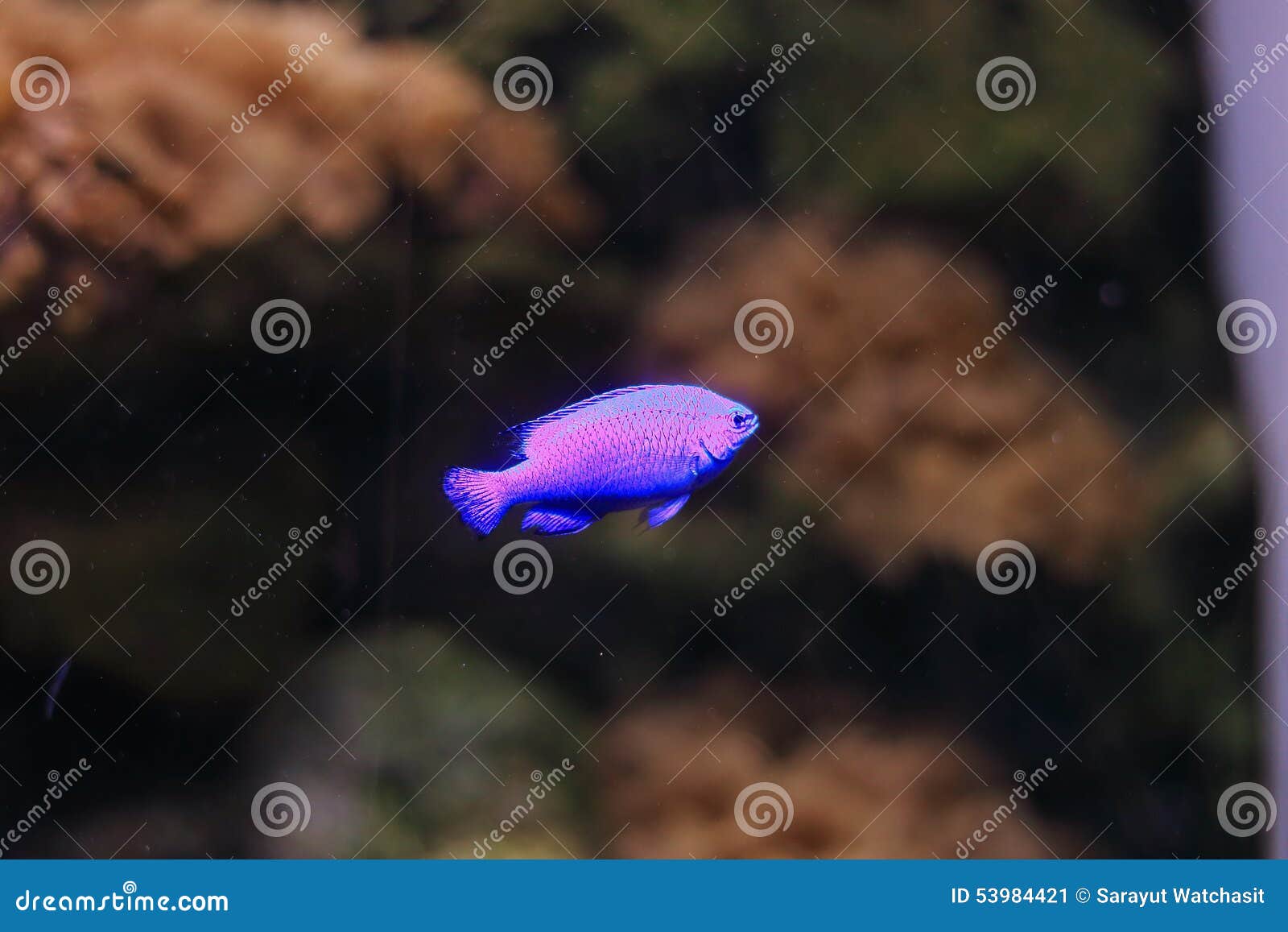 Sapphire devil fish stock image. Image of sapphire, deep - 53984421