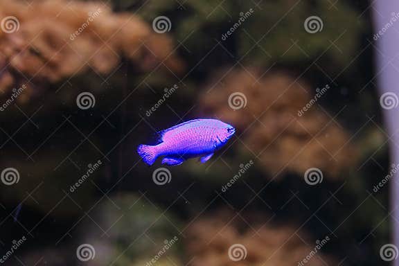 Sapphire devil fish stock image. Image of sapphire, deep - 53984421