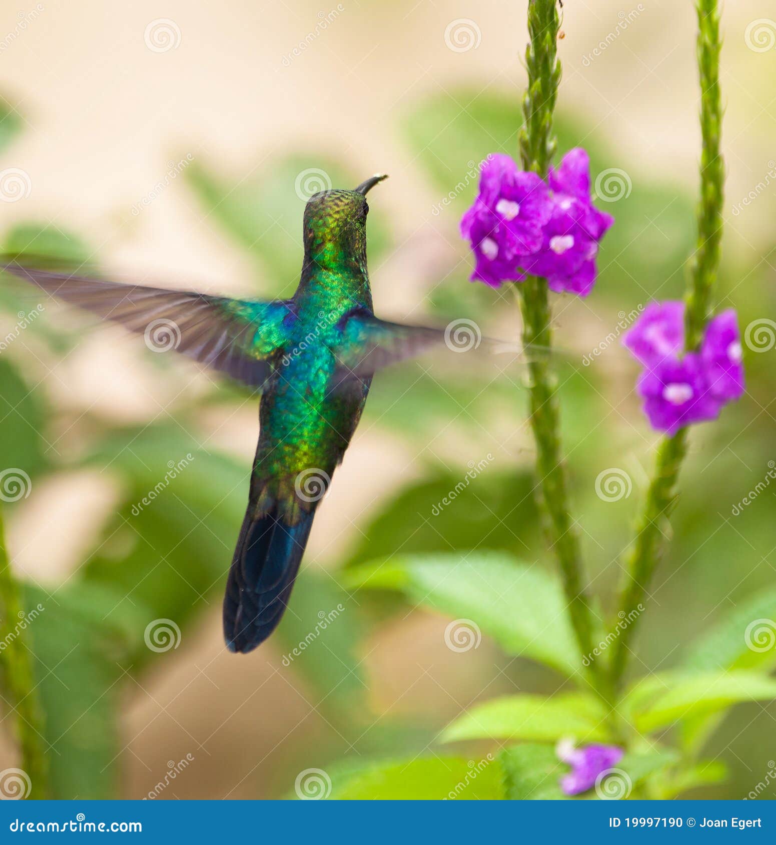 Emerald Hummingbird Lying Next To Purple Flowers Inside The 15th ...