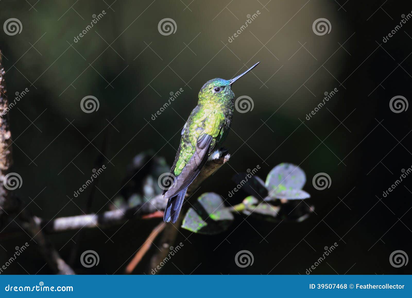 Sapphire-vented Puffleg - Eriocnemis Luciani Hummingbird In The ...