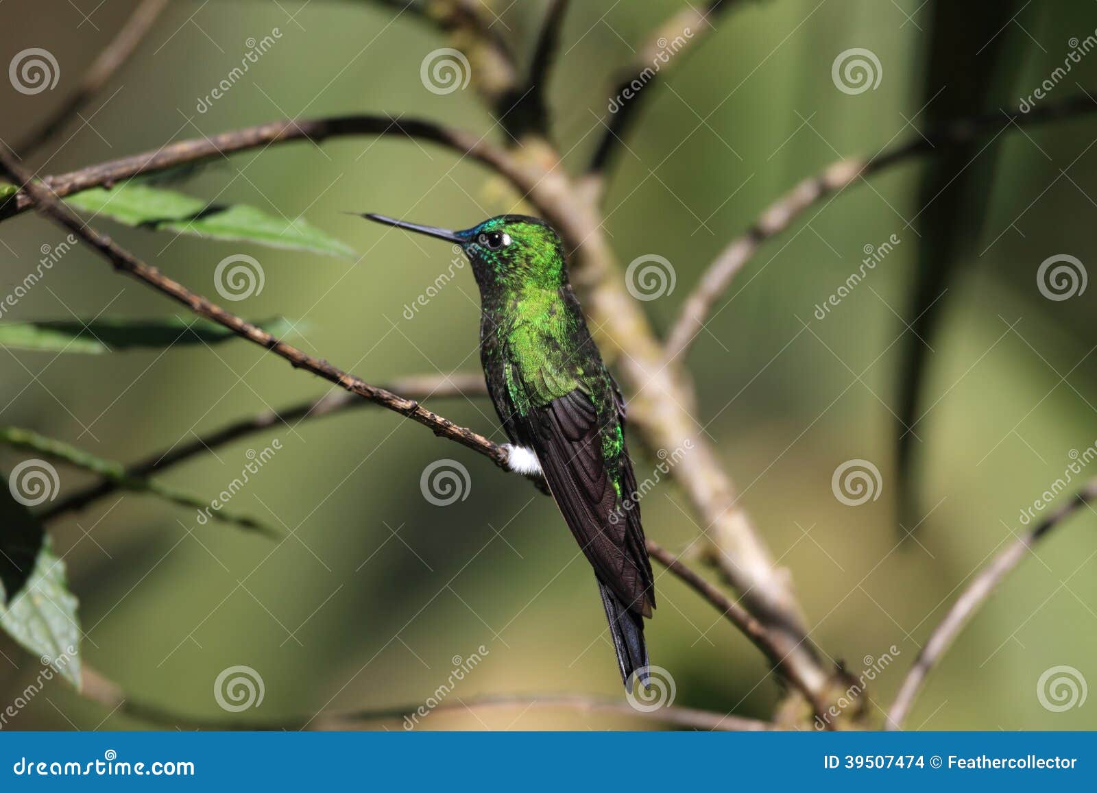 Sapphire-vented Puffleg - Eriocnemis Luciani Hummingbird In The ...