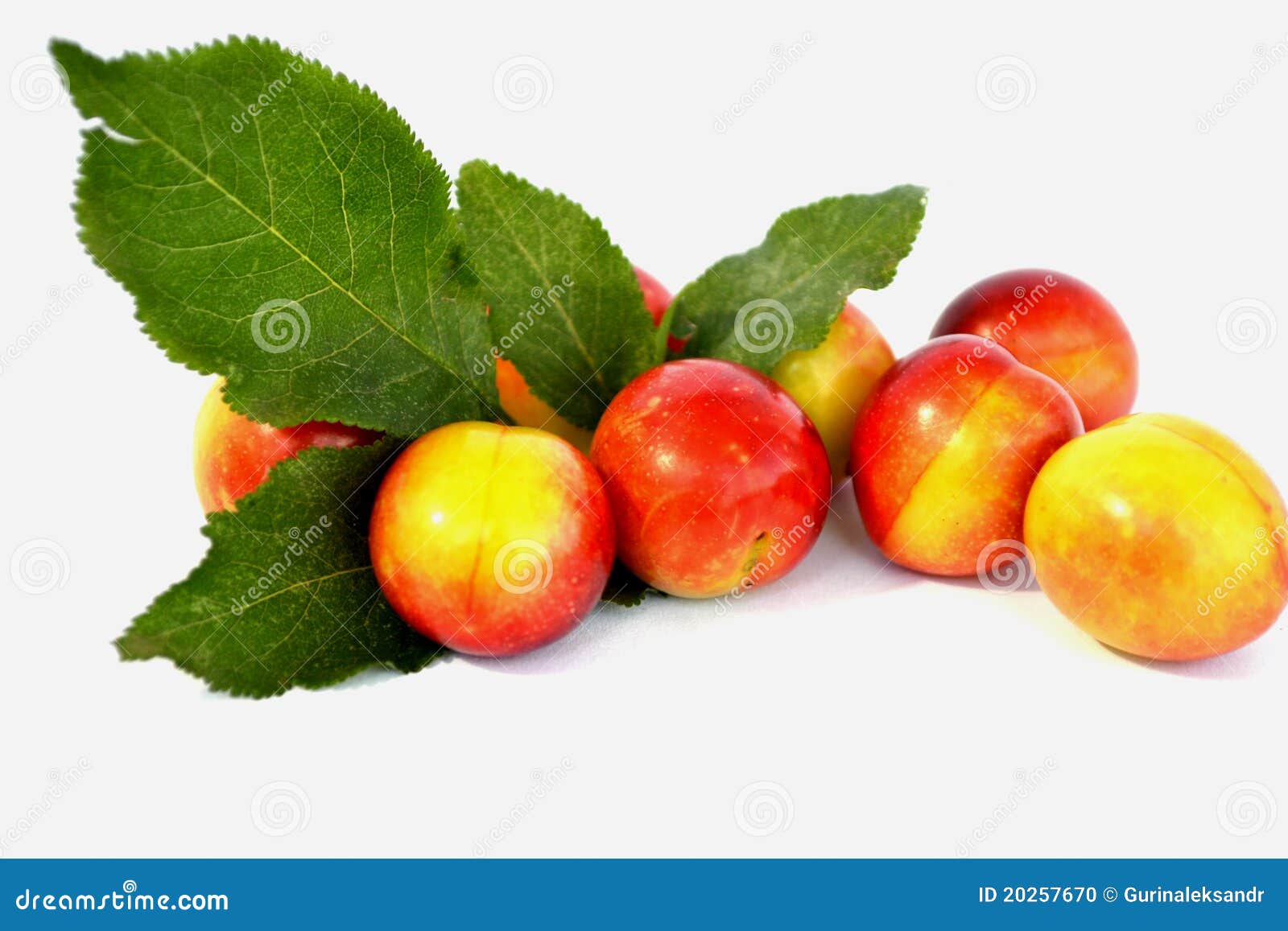 Sappige pruim stock foto. Image of achtergrond, rood - 20257670