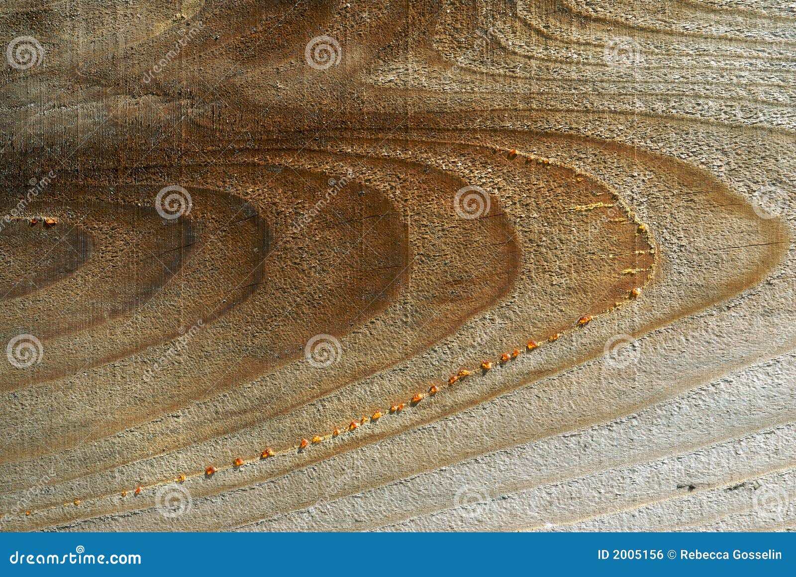 Sappy Wood Grain stock photo. Image of rings, abstract - 2005156