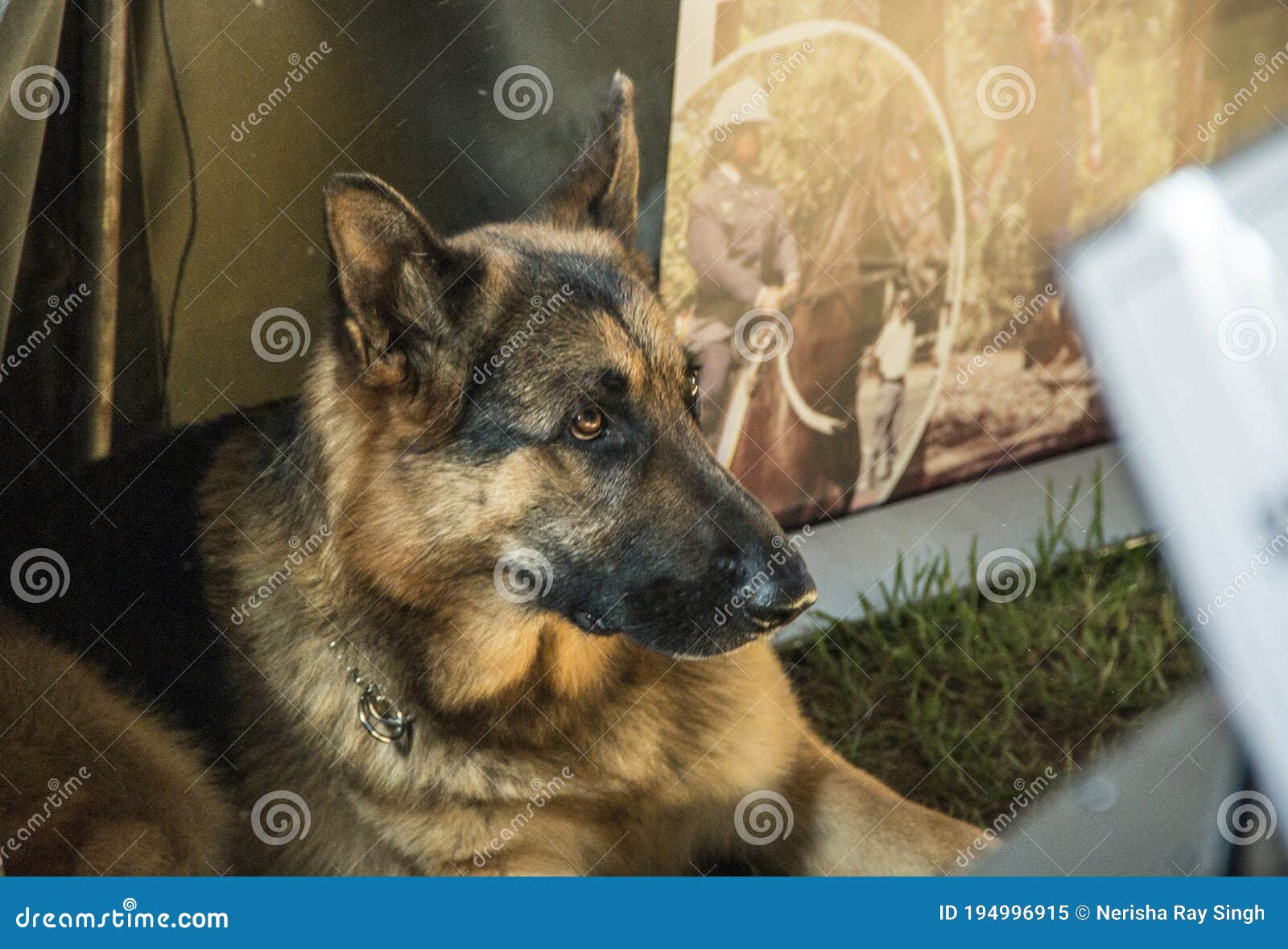 SAPS K9 German Shepherd editorial image. Image of services - 194996915