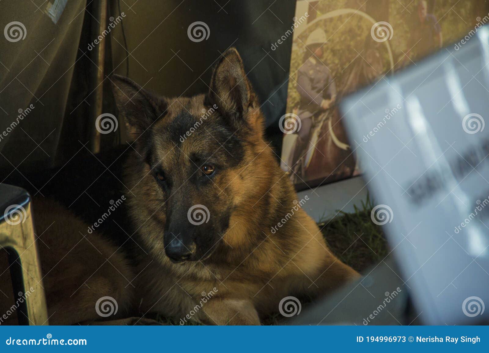 SAPS K9 German Shepherd editorial stock photo. Image of mounted - 194996973