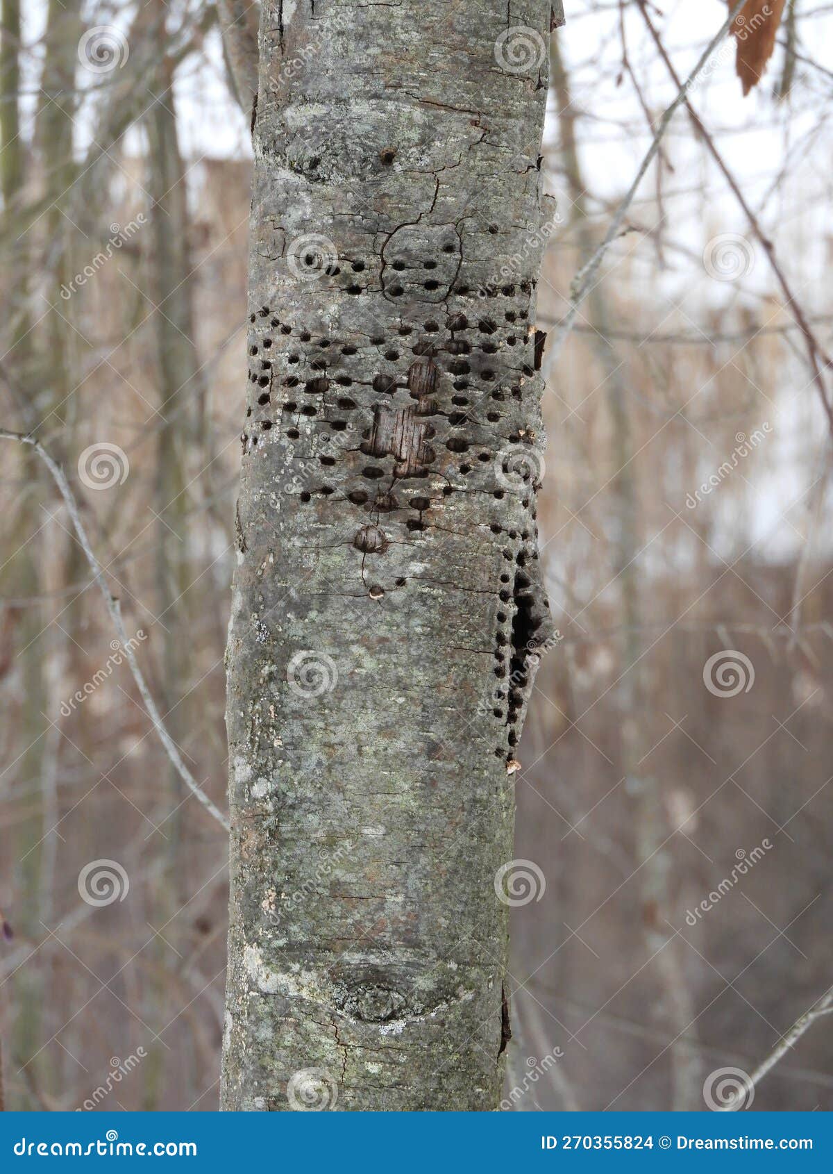 Sapsucker Sapwell Holes in Young Tree Trunk Stock Photo - Image of ...