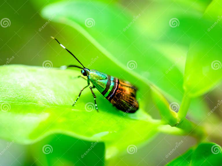 Saptha Beryllitis Metallic Moth Stock Image - Image of natural ...