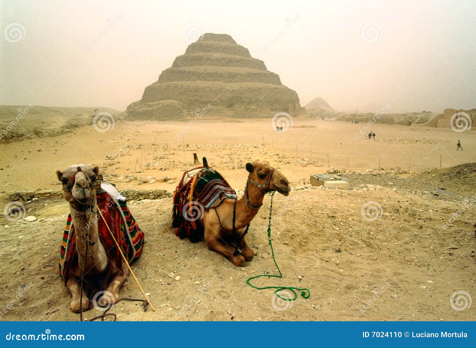 Saqqara, Egypt. stock photo. Image of majestic, camel - 7024110