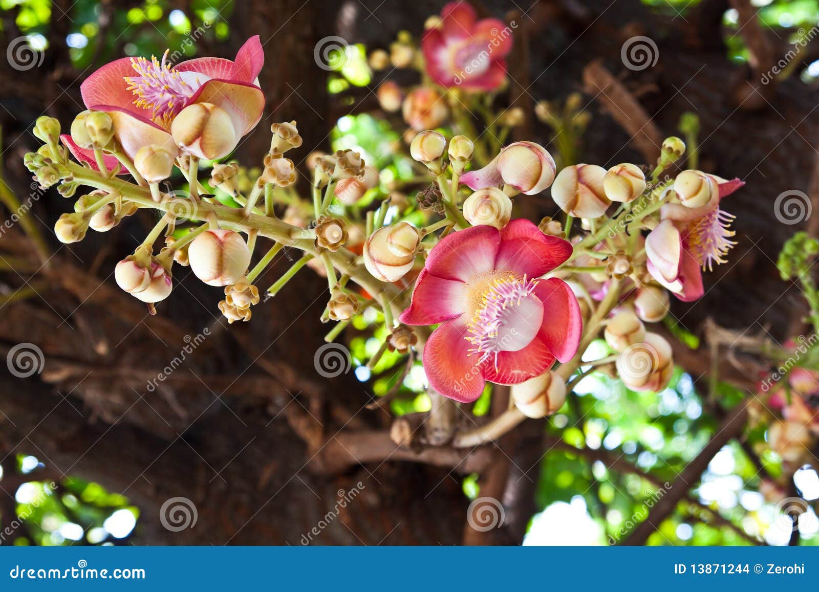 Sara Buddha Flower stock photo. Image of botanical, closeup - 13871244