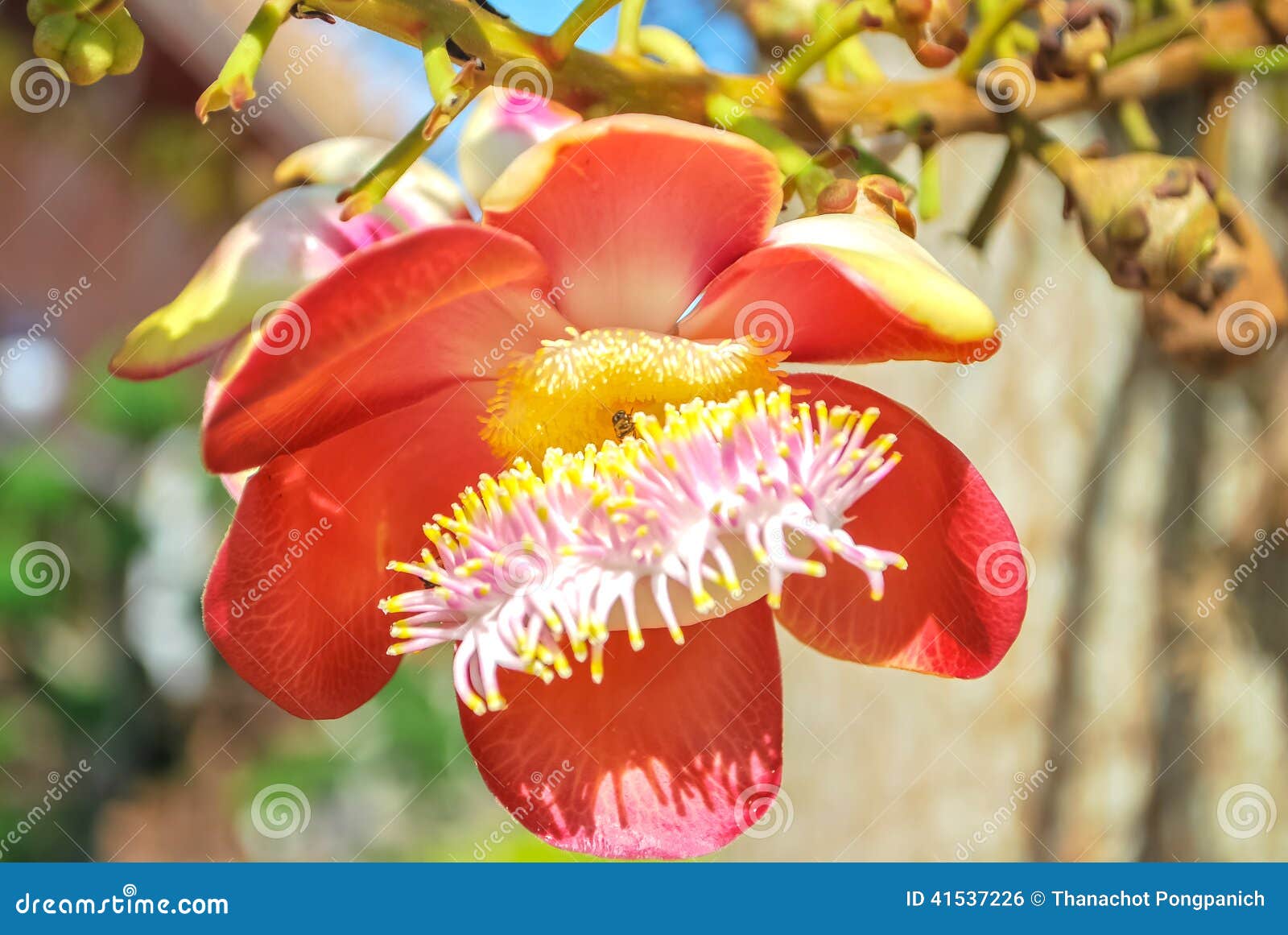 Sara is Flower at the Temple in Thailand. Stock Photo - Image of green ...