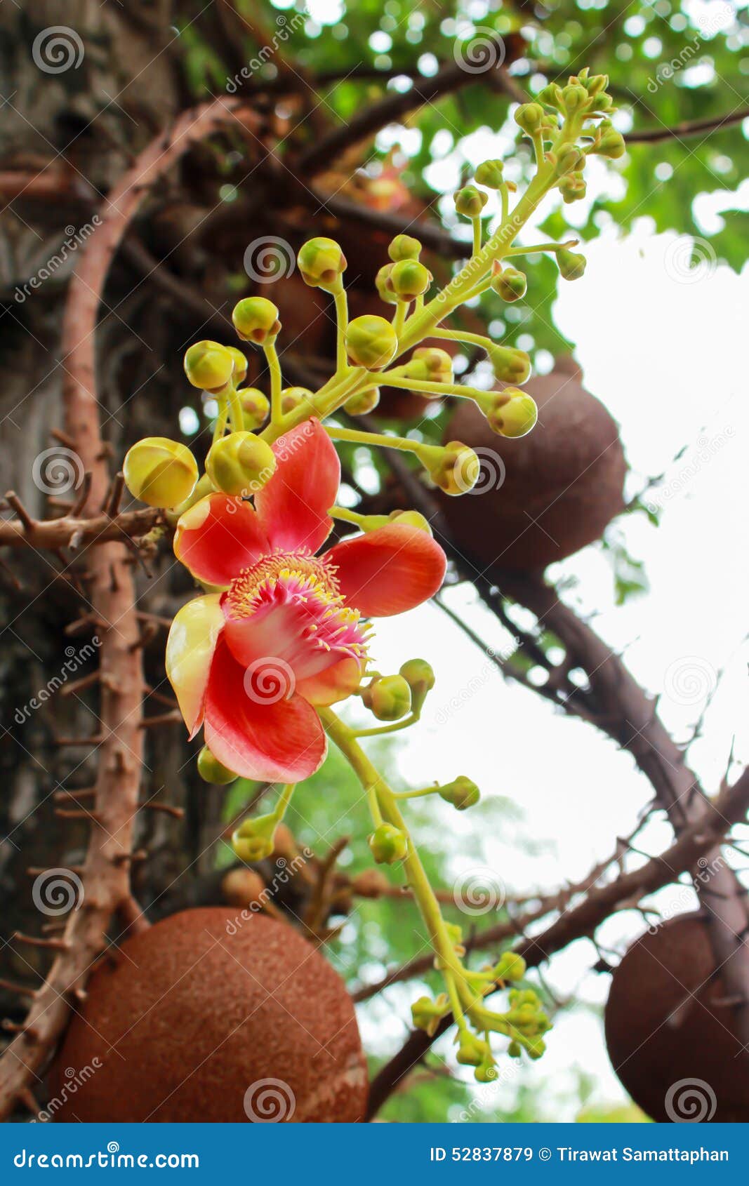 Sara tree stock image. Image of garden, thailand, tree - 52837879