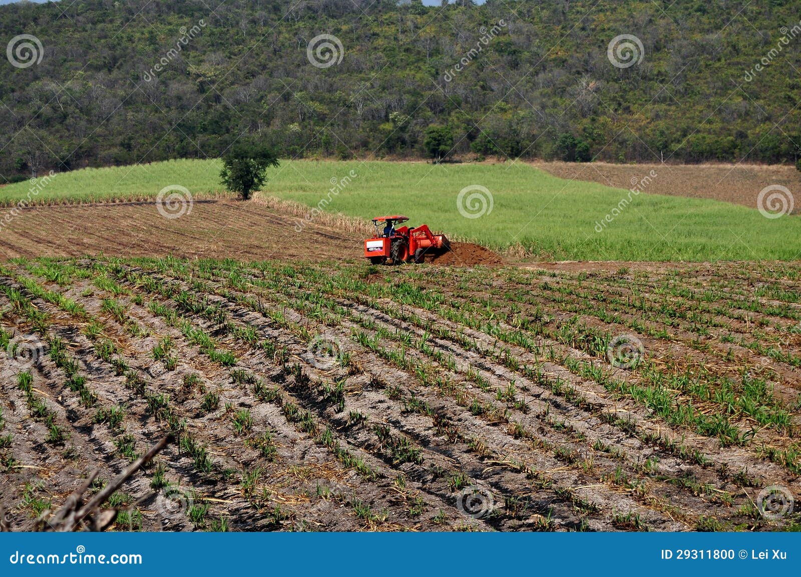 Saraburi, Thailand: Farmer Plowing Fields Editorial Image - Image of ...