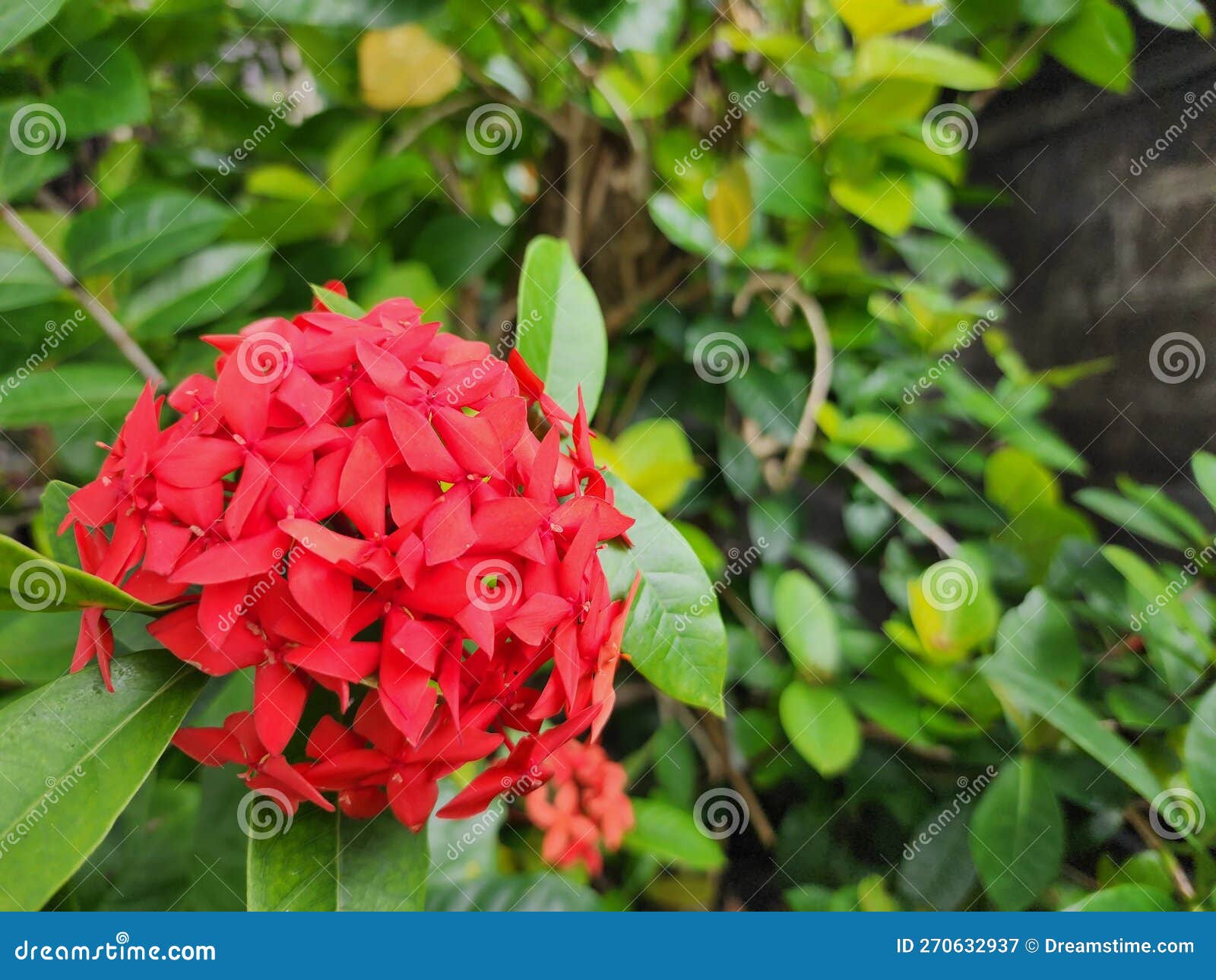 Saraca Asoca Flower stock image. Image of blossom, petal - 270632937