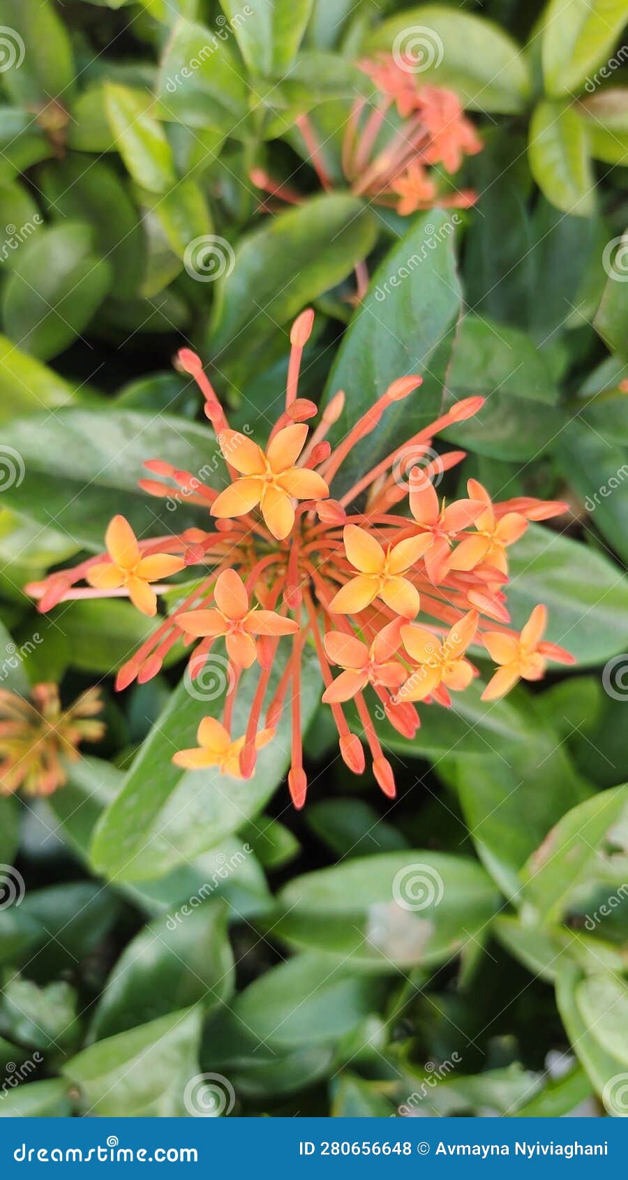 Saraca Asoca, Commonly Known As The Ashoka Tree, Is The State Flower Of ...