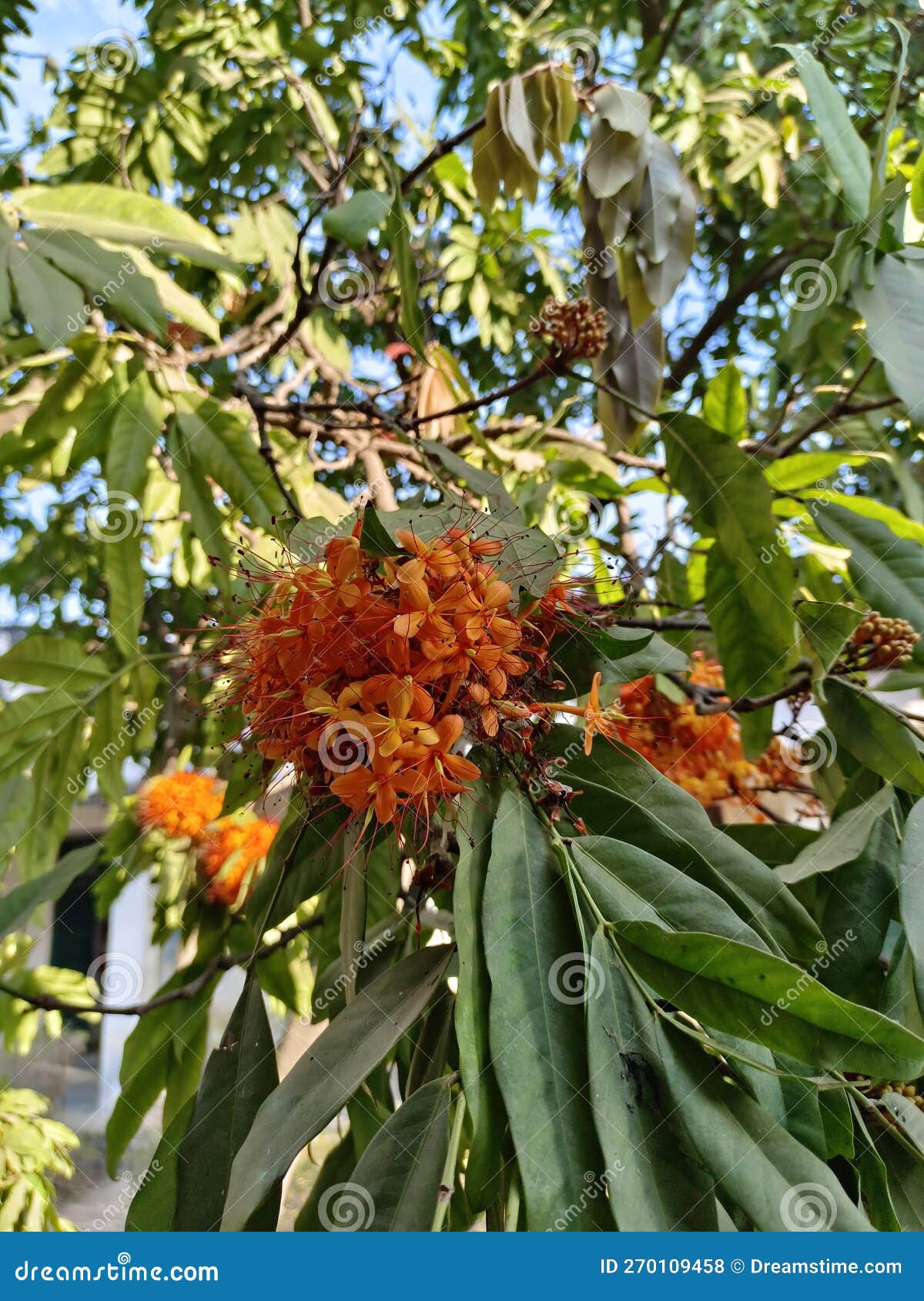 The Saraca Asoca or Known As Ashoka Tree Stock Photo - Image of tree ...