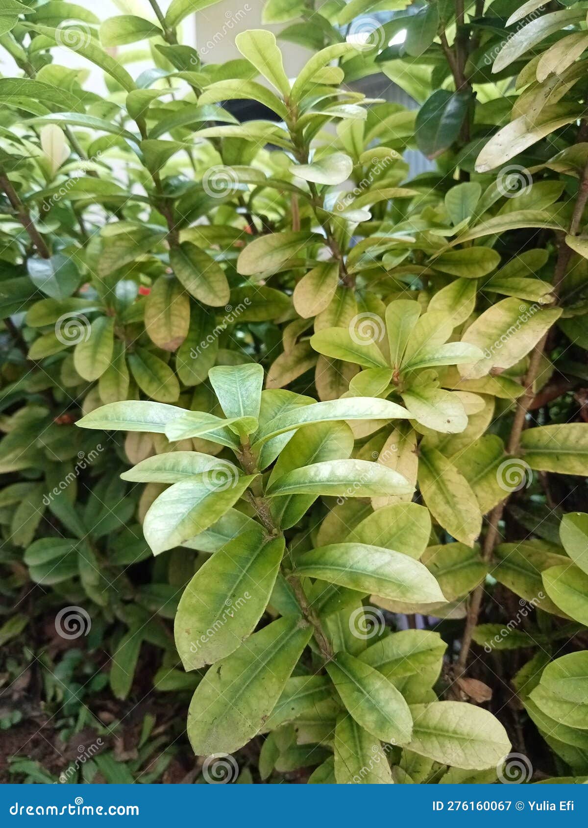 Saraca Asoca, Commonly Known As The Ashoka Tree, Is The State Flower Of ...