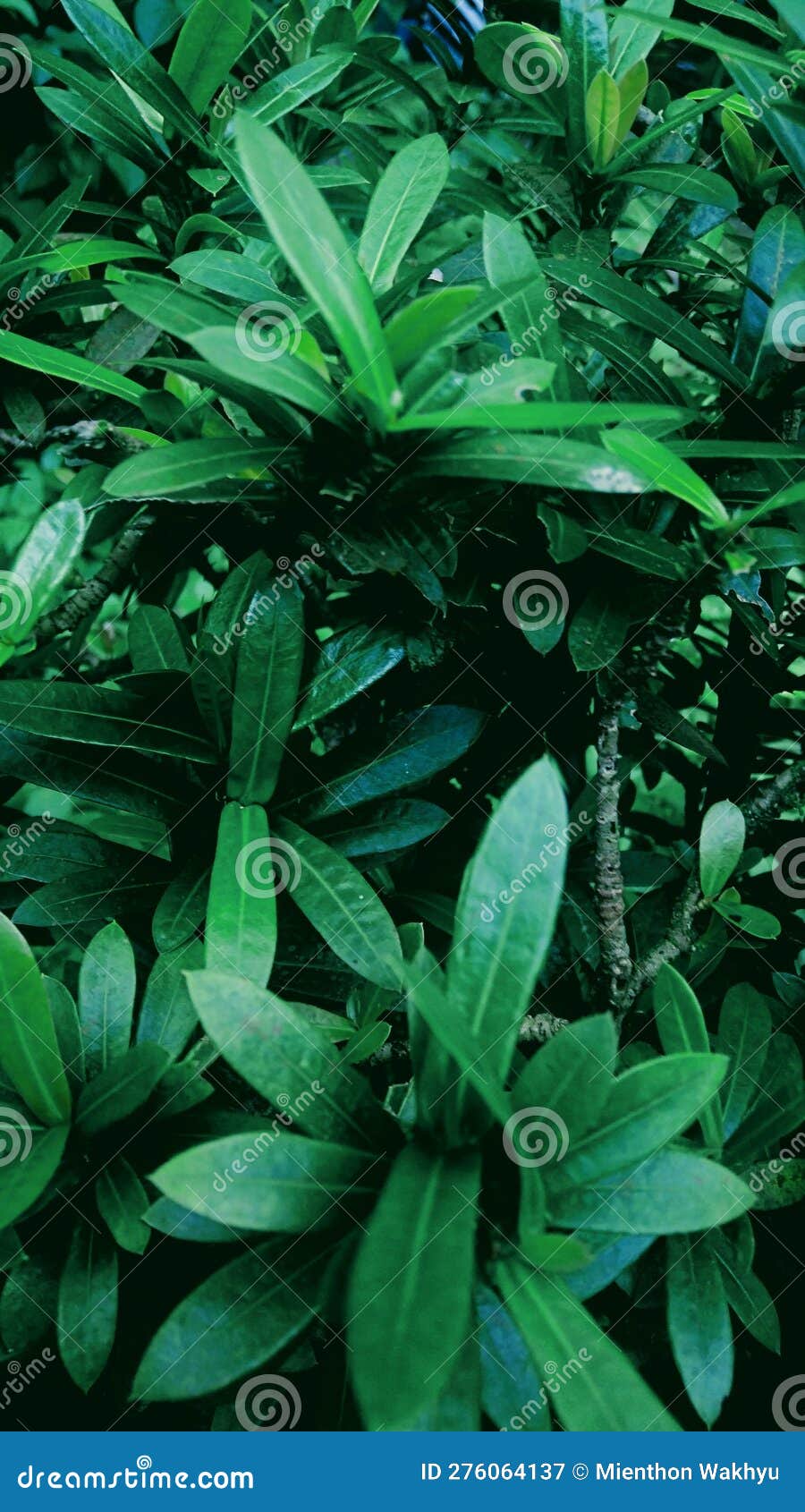 Saraca asoca leaves stock image. Image of grass, garden - 276064137