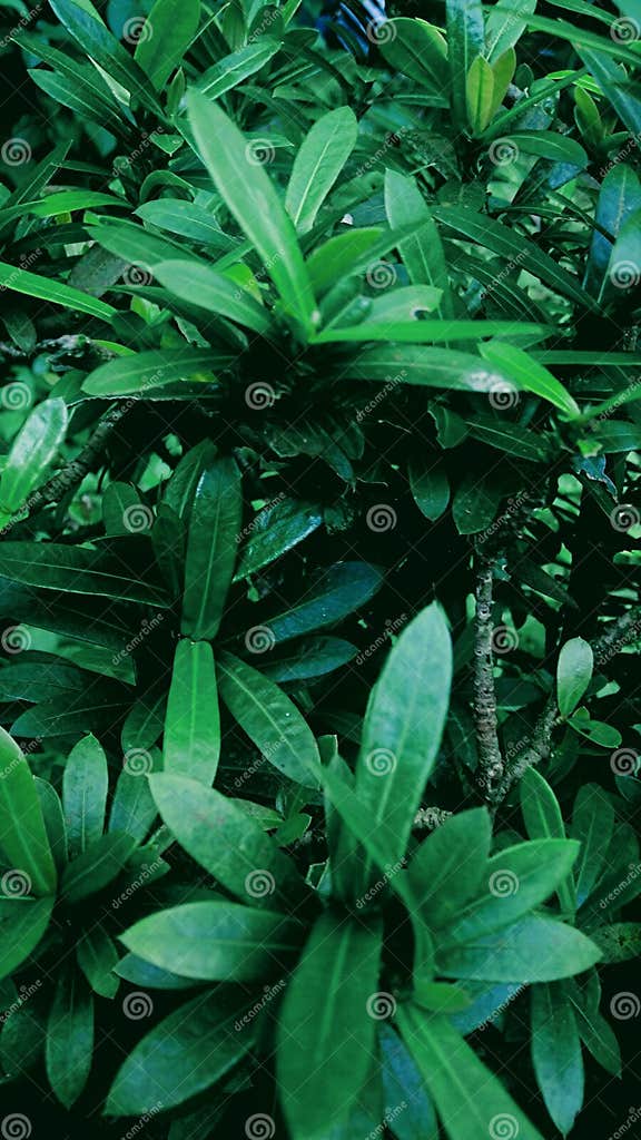 Saraca asoca leaves stock image. Image of grass, garden - 276064137