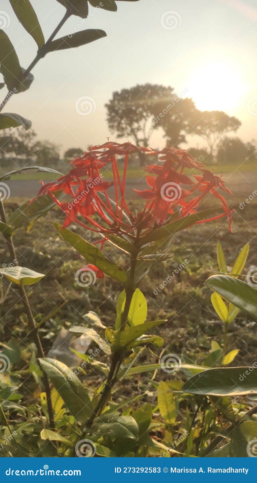 Saraca Asoca in Sunset Light Stock Image - Image of asoca, autumn ...