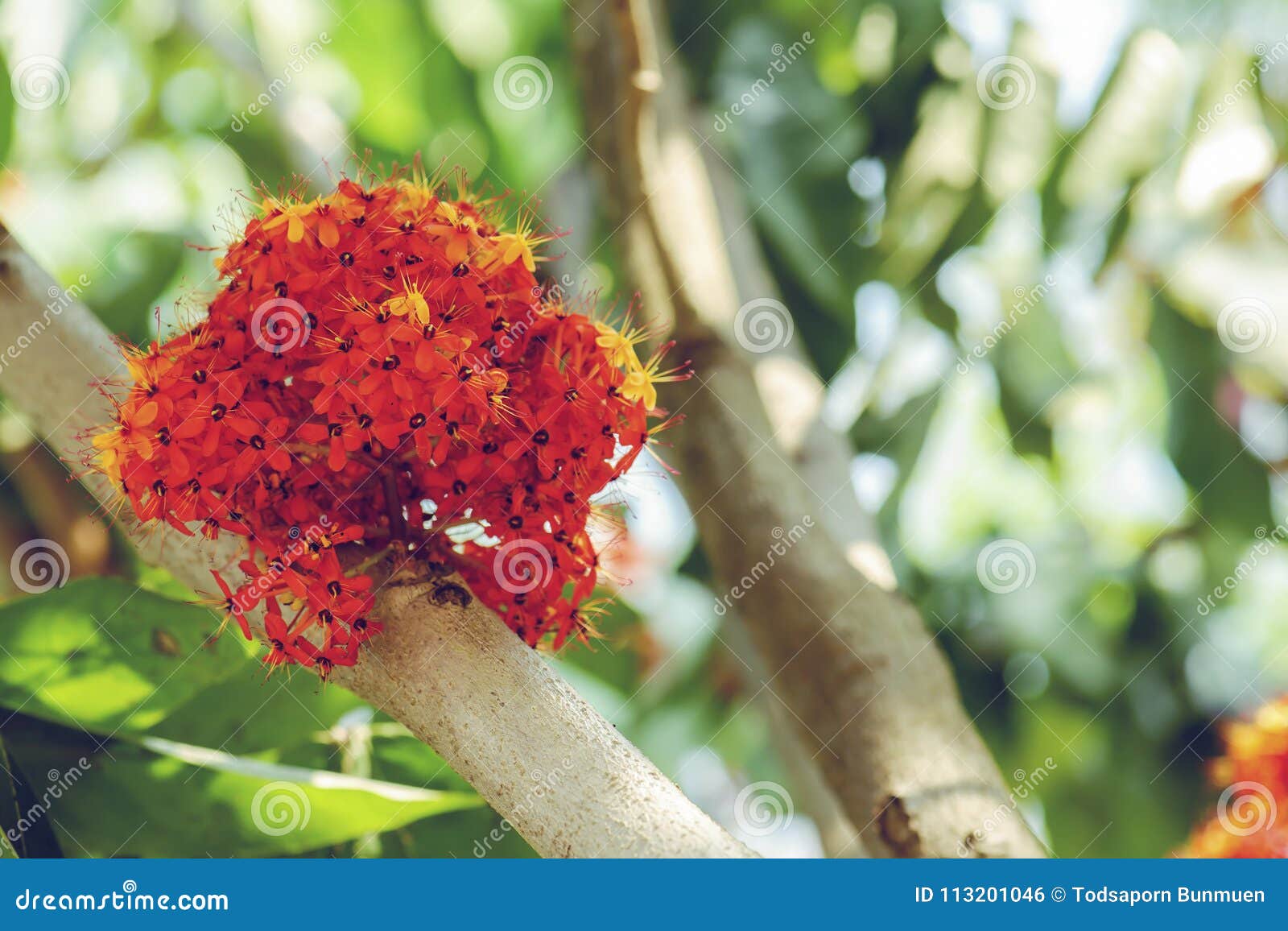 Saraca Indica Flower or Ashoka Flower Stock Photo - Image of ashoka ...