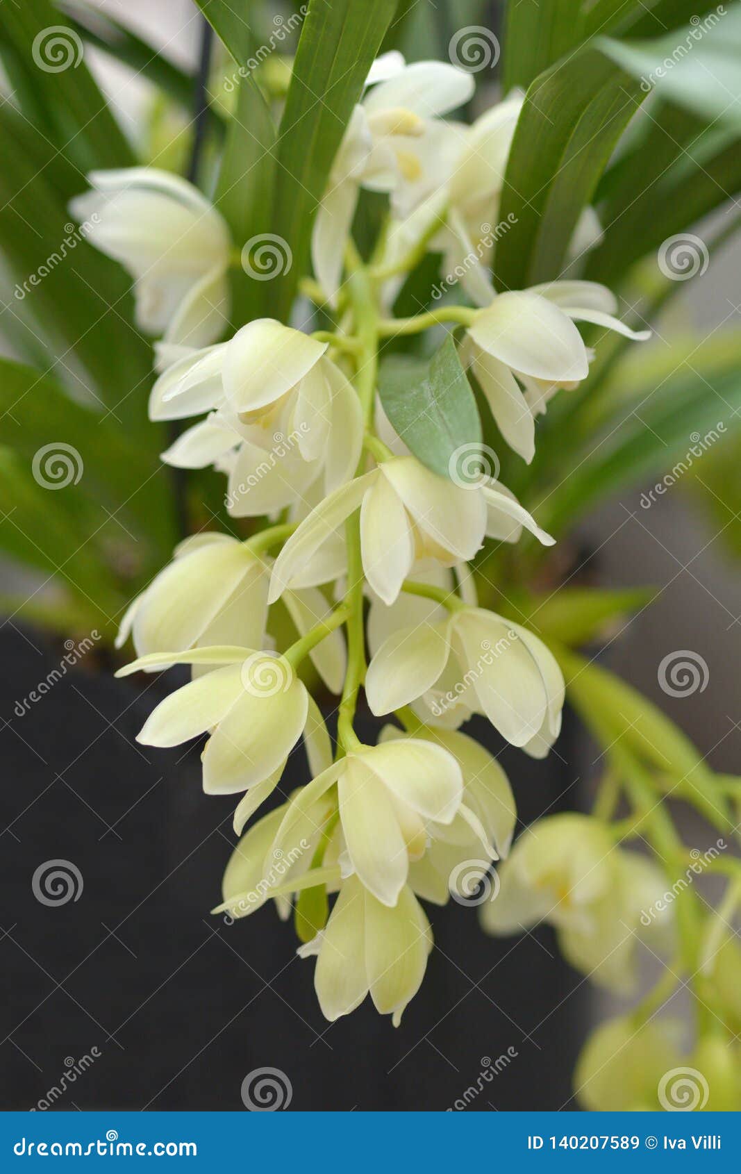 Sarah Jean Ice Cascade imagem de stock. Imagem de verde - 140207589