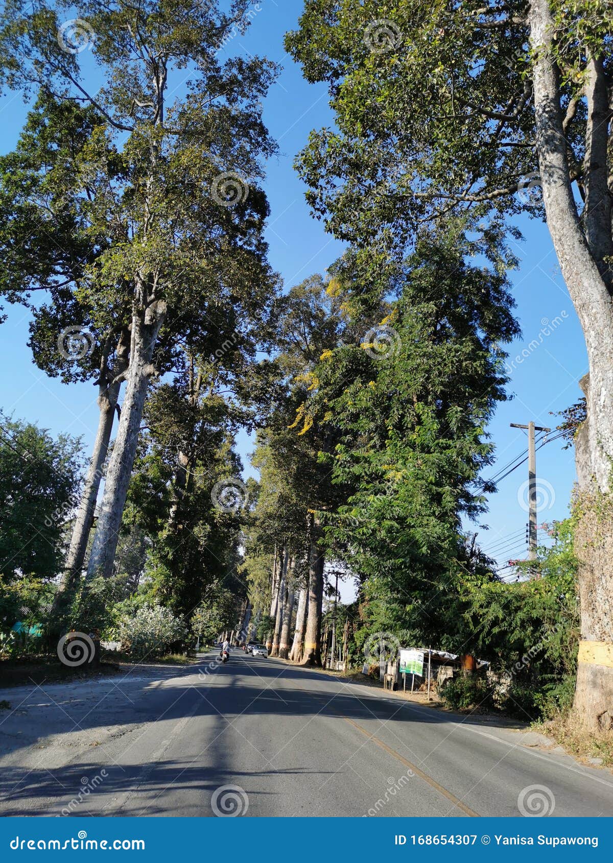 Sarapi tree stock image. Image of tree, sarapi, thailand - 168654307