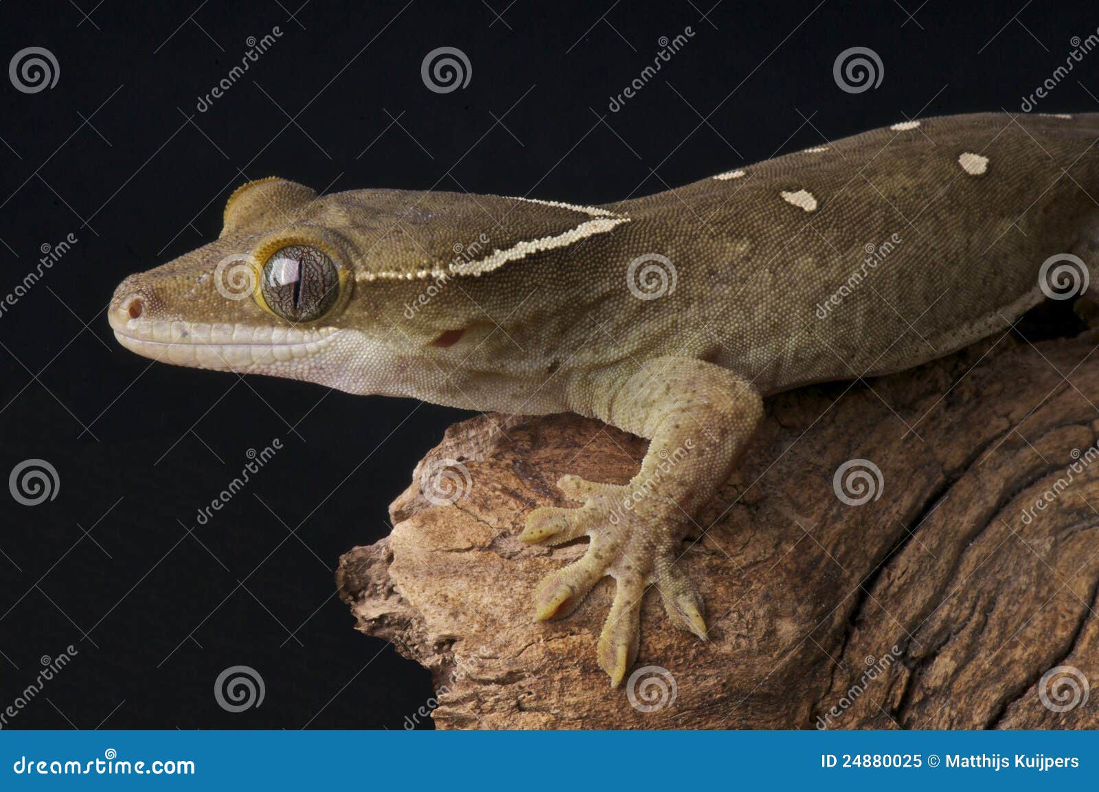 Sarasin s Giant Gecko stock image. Image of caledonian - 24880025