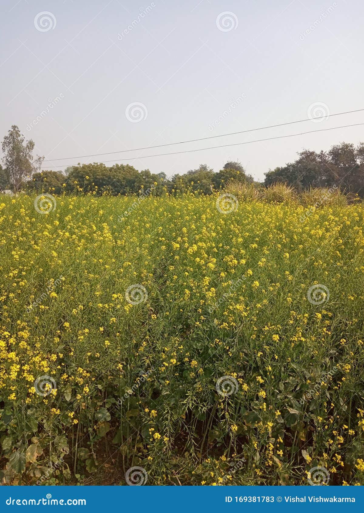 Saraso plant stock image. Image of saraso, plant, yellow - 169381783
