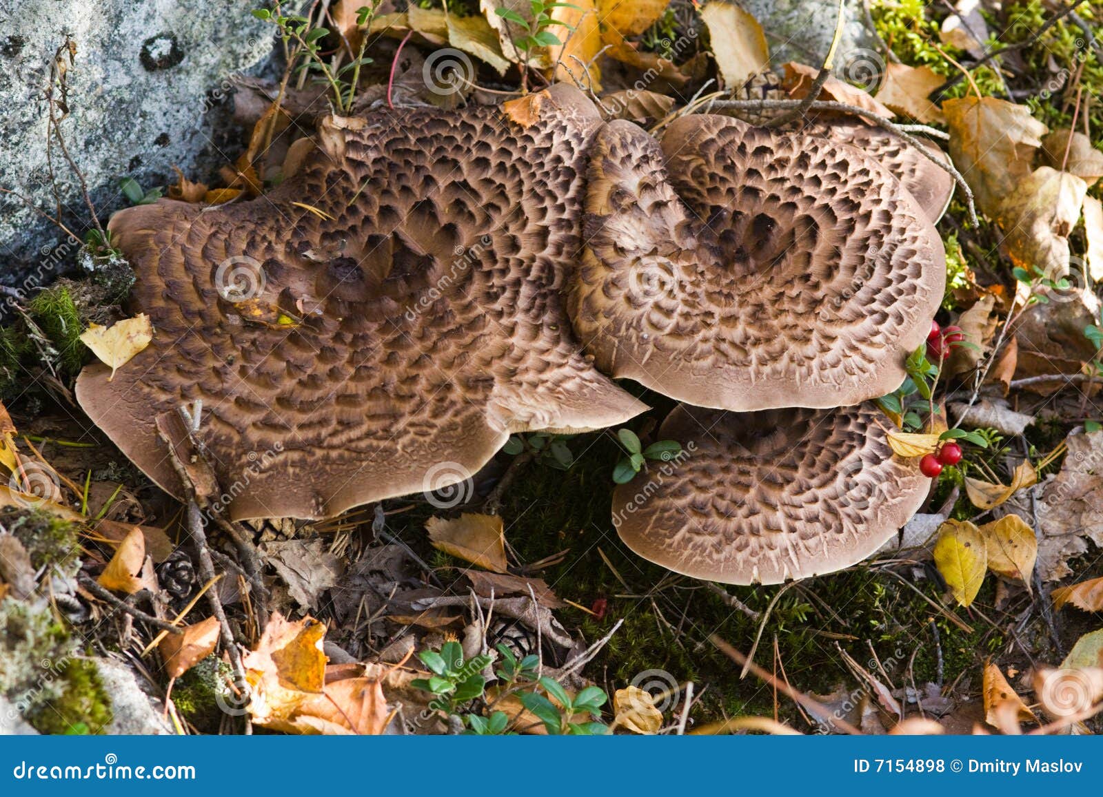 Sarcodon Imbricatus, Known As The Shingled Hedgehog, Scaly Hedgehog Or ...