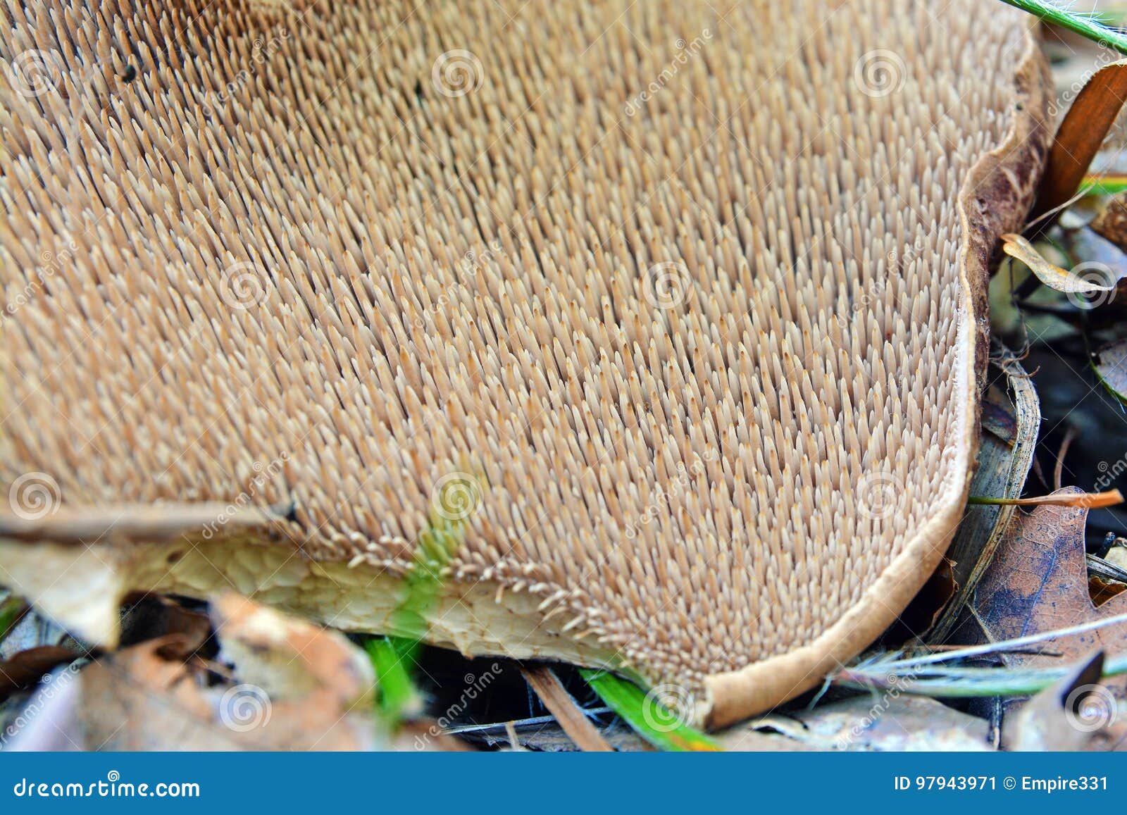 Sarcodon Imbricatus, Known As The Shingled Hedgehog, Scaly Hedgehog Or ...