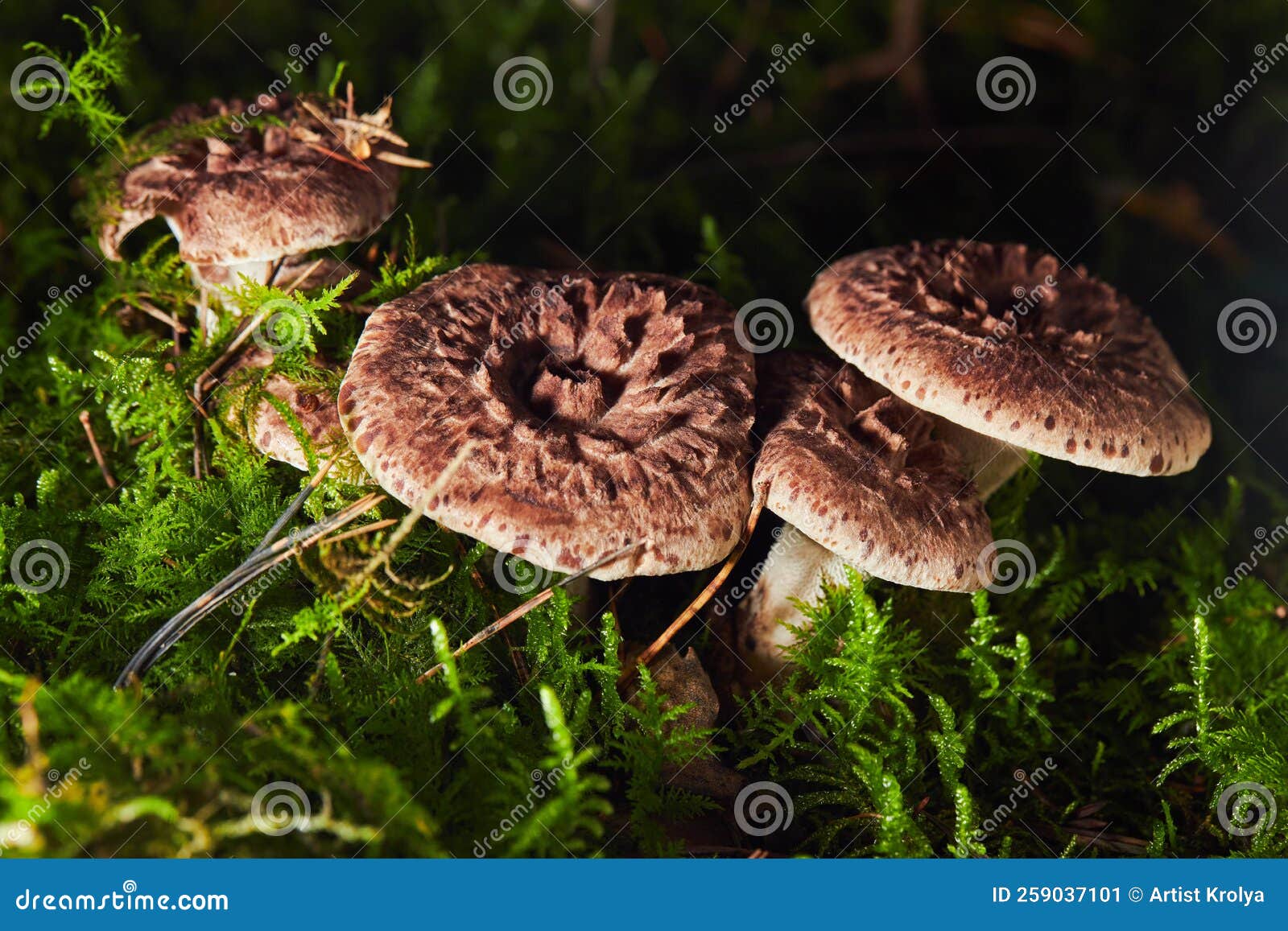 Sarcodon Imbricatus or Scaly Tooth Stock Image - Image of autumn ...