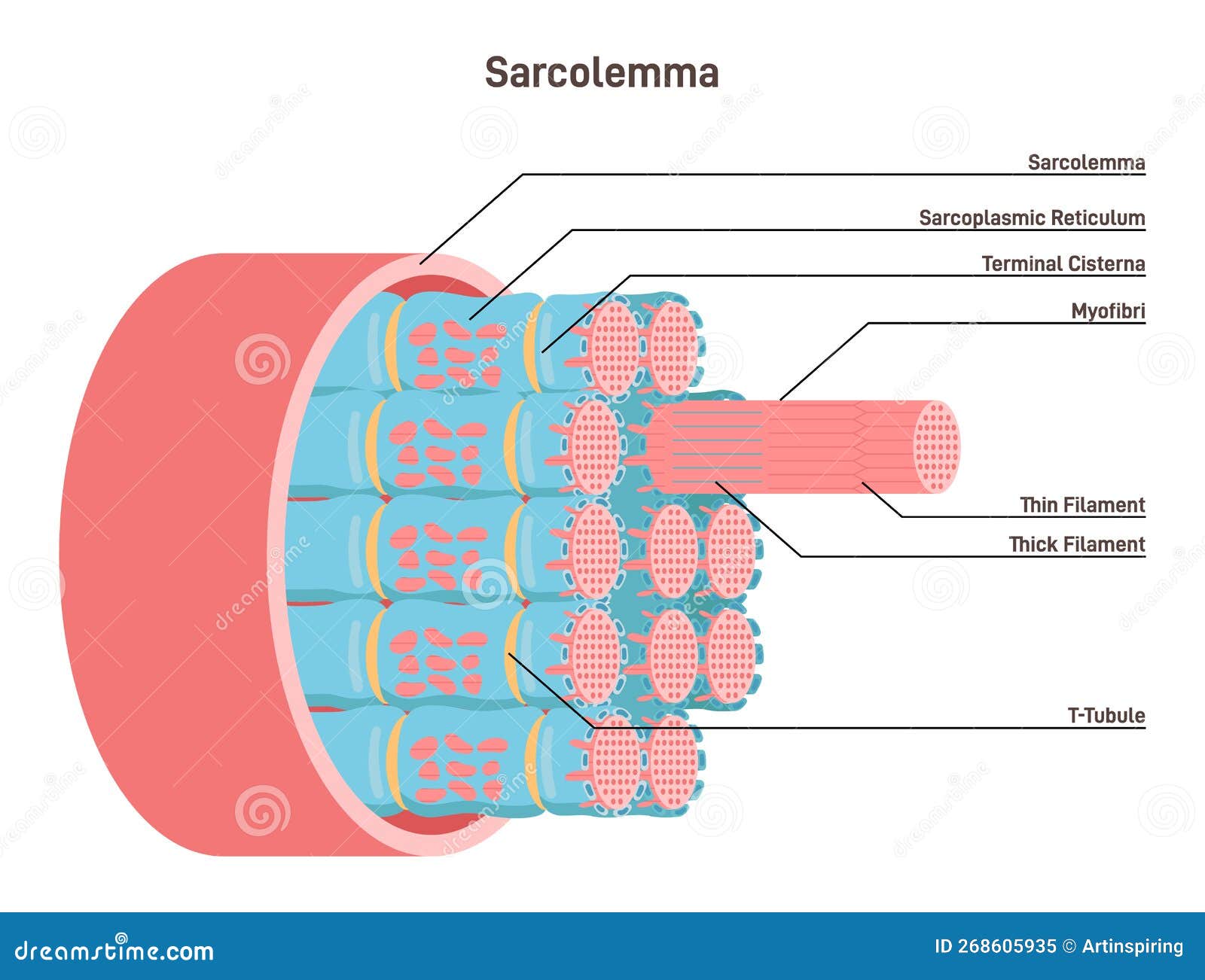 Sarcolemma Structure Of Muscle Fiber Educational Closeup Anatomical