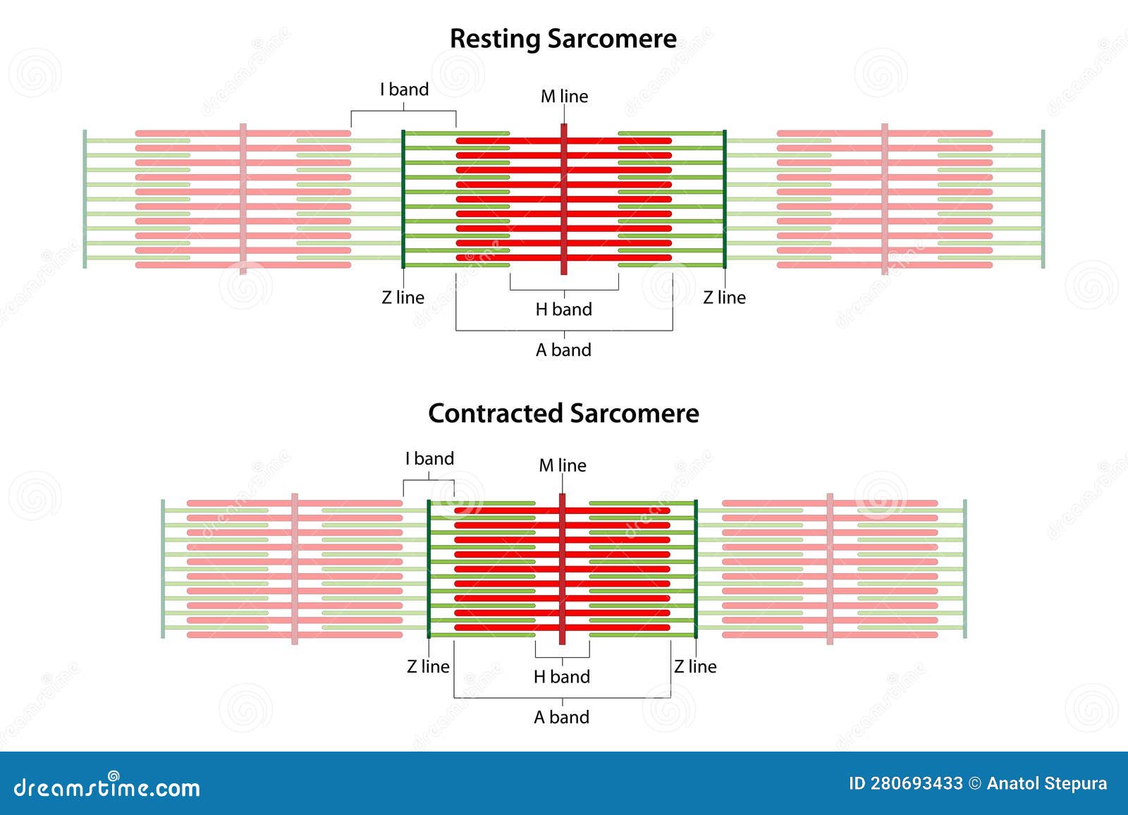 Sarcomeres in Different Functional Stages: Resting and Contracted ...