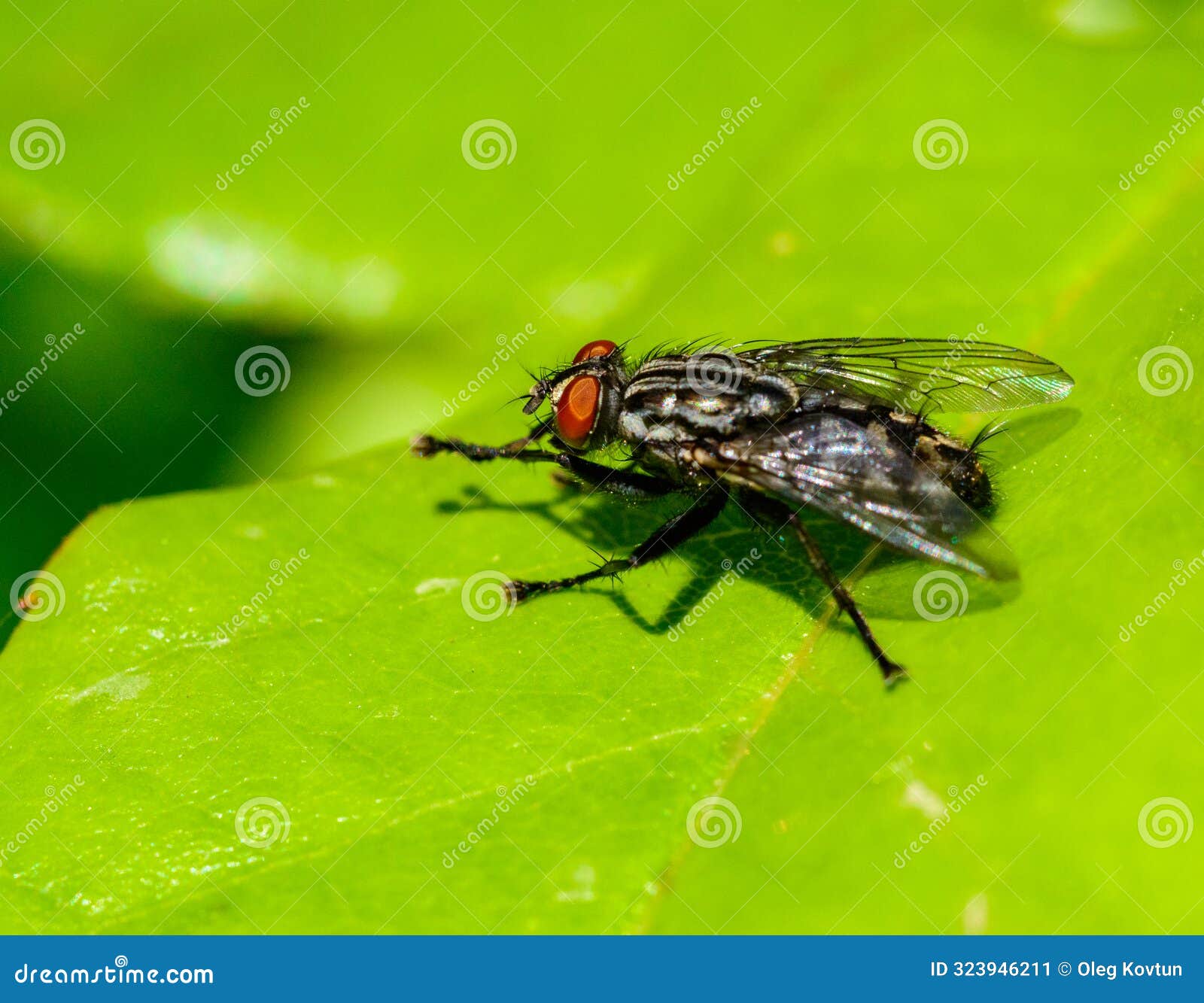 (Sarcophaga Carnaria), Large Gray Meat Fly on a Green Leaf Stock Image ...