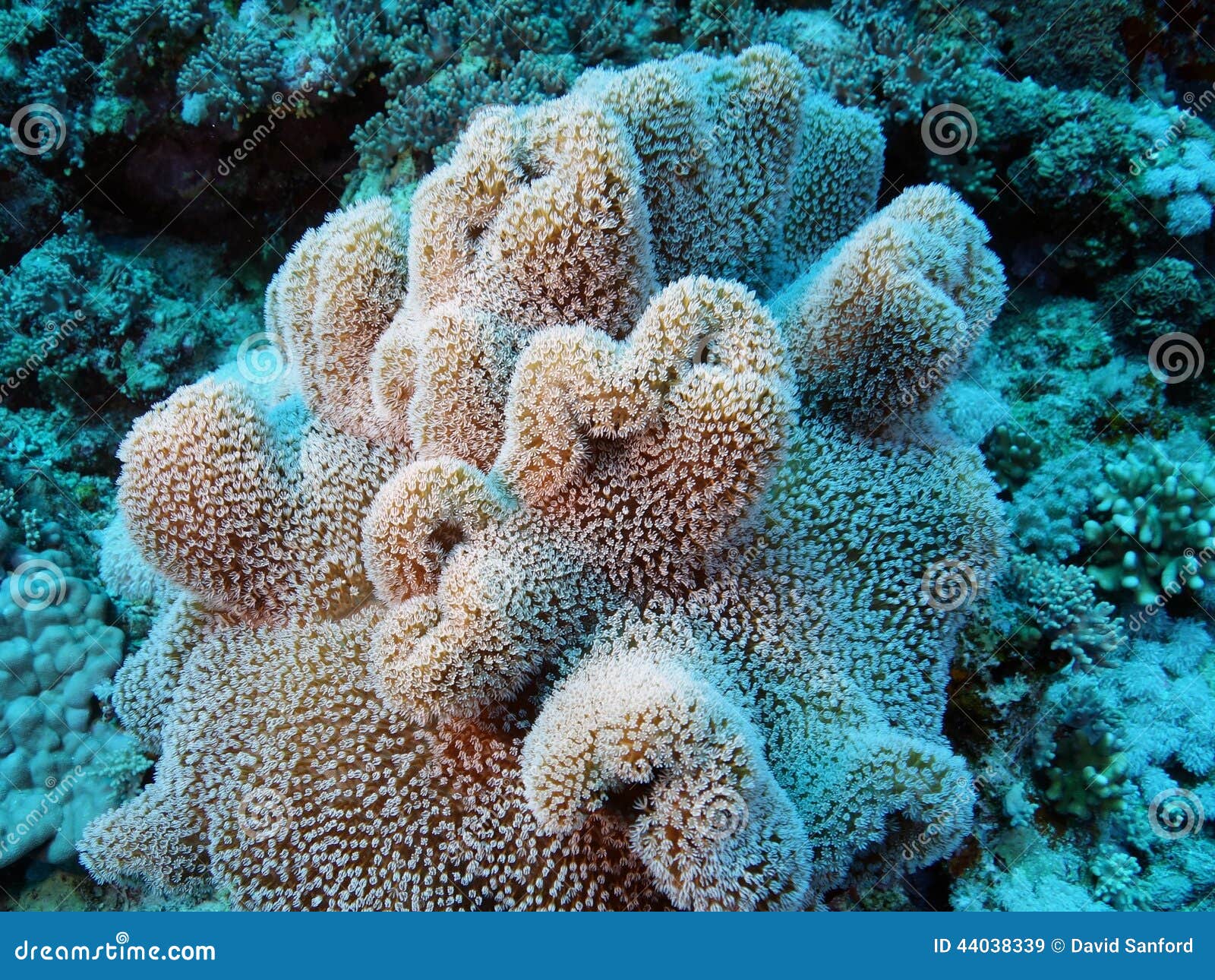 Sarcophyton ehrenbergi stock image. Image of ocean, scuba - 44038339