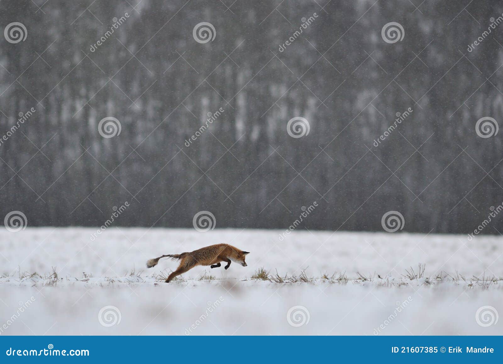 Sarcoptic Mange In Red Fox Royalty-Free Stock Photography ...