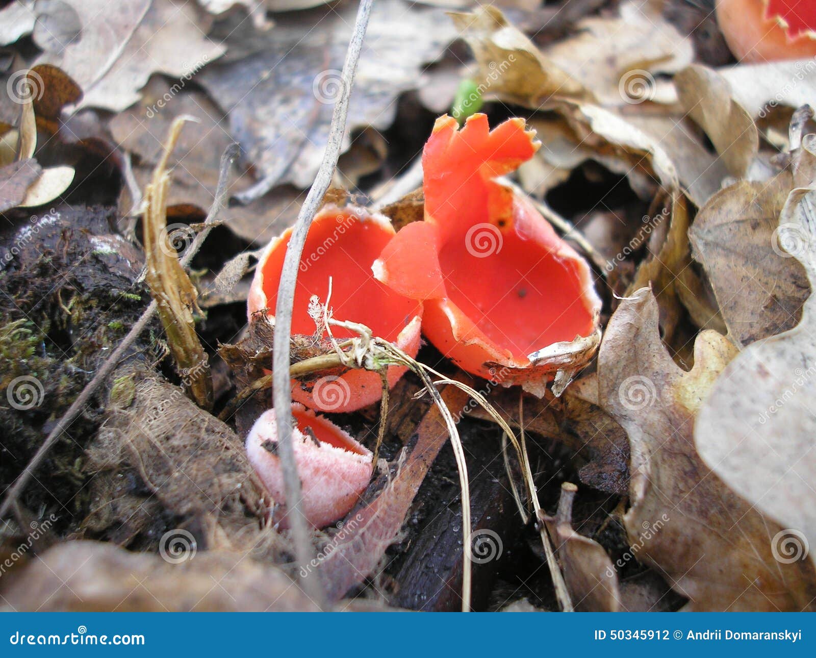 Sarcoscypha coccinea stock photo. Image of odessanum - 50345912