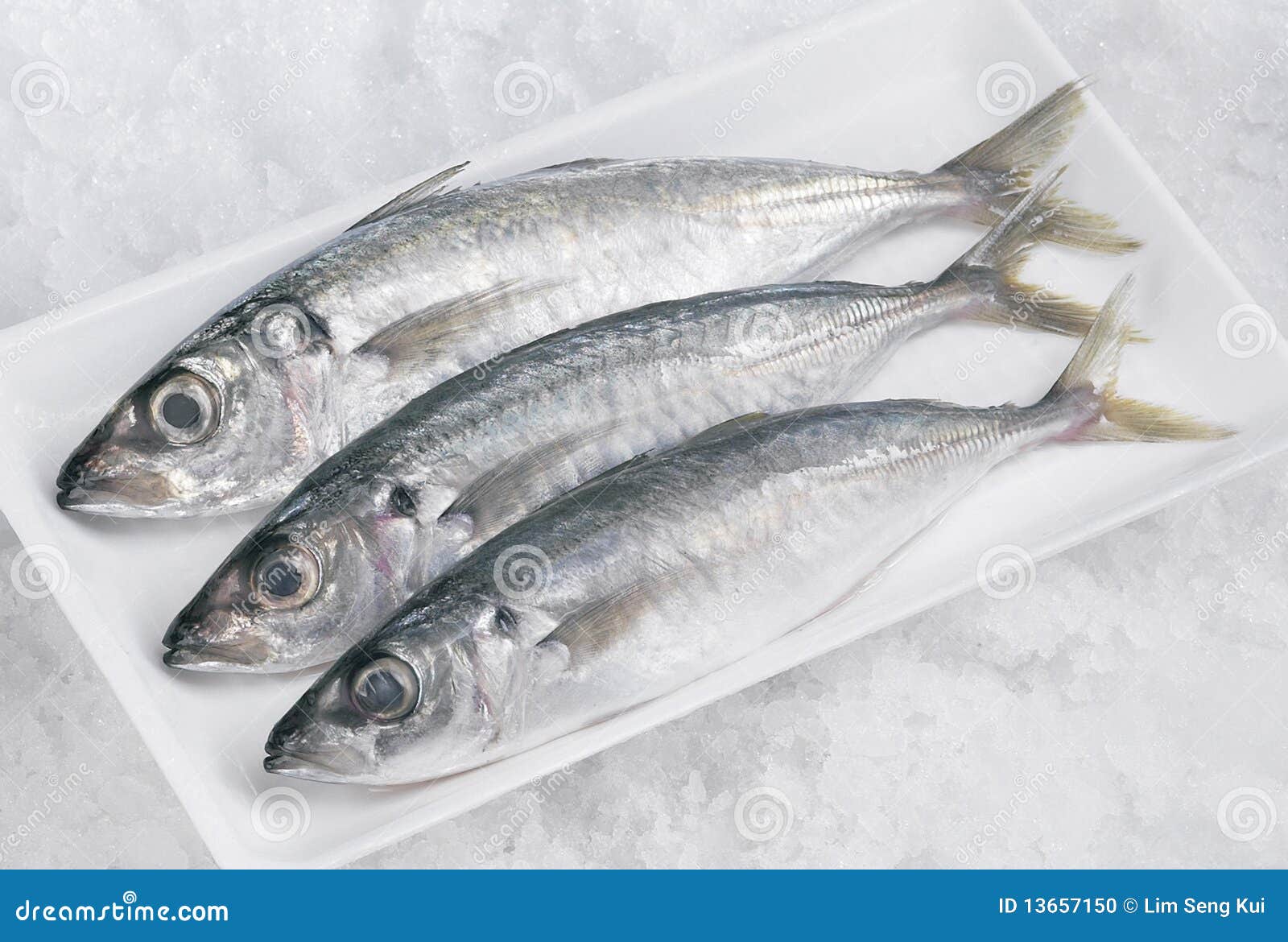 Sardina fotografia stock. Immagine di colpo, alimento - 13657150