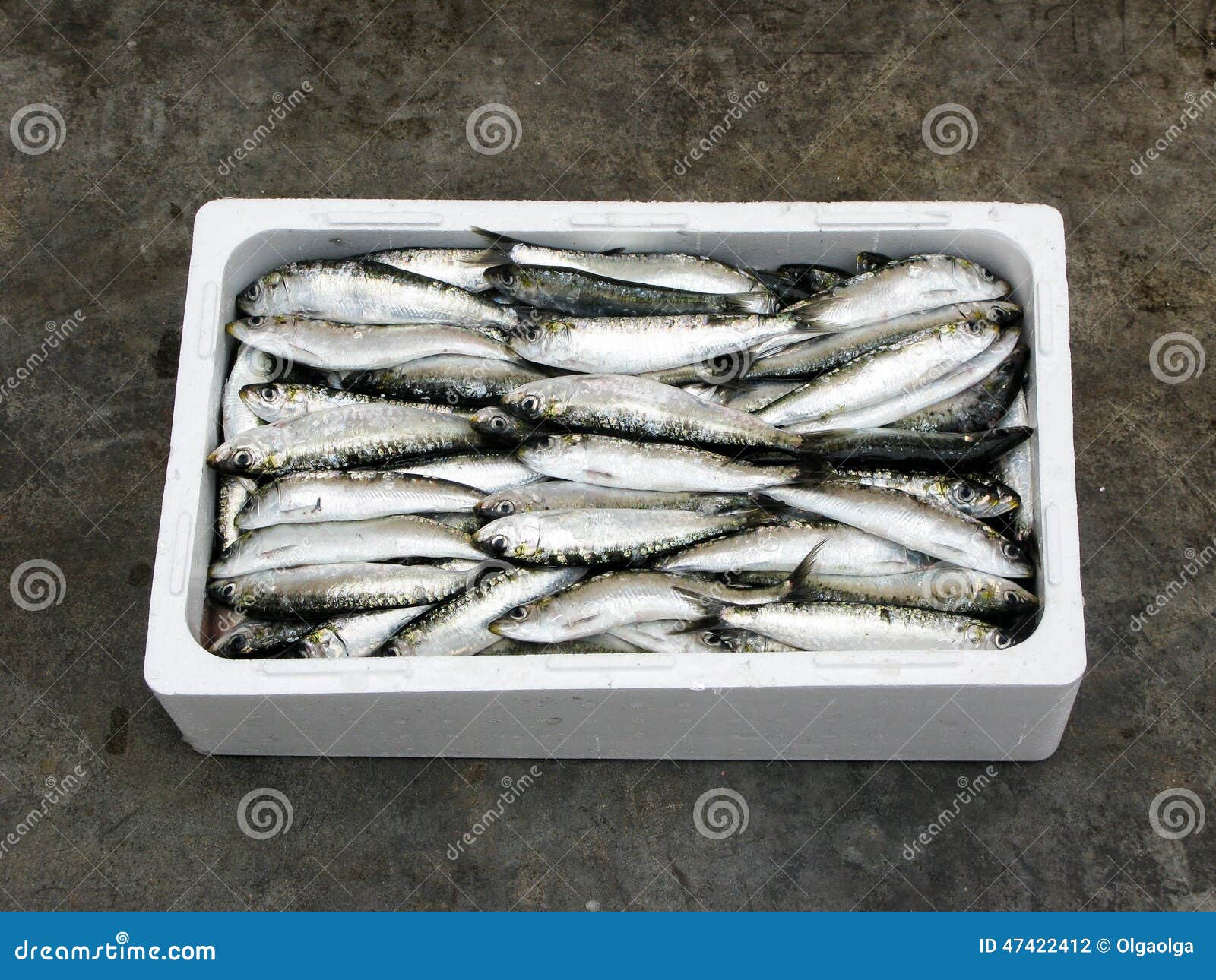 Sardina Mediterranea Fresca Fotografia Stock - Immagine di animale ...