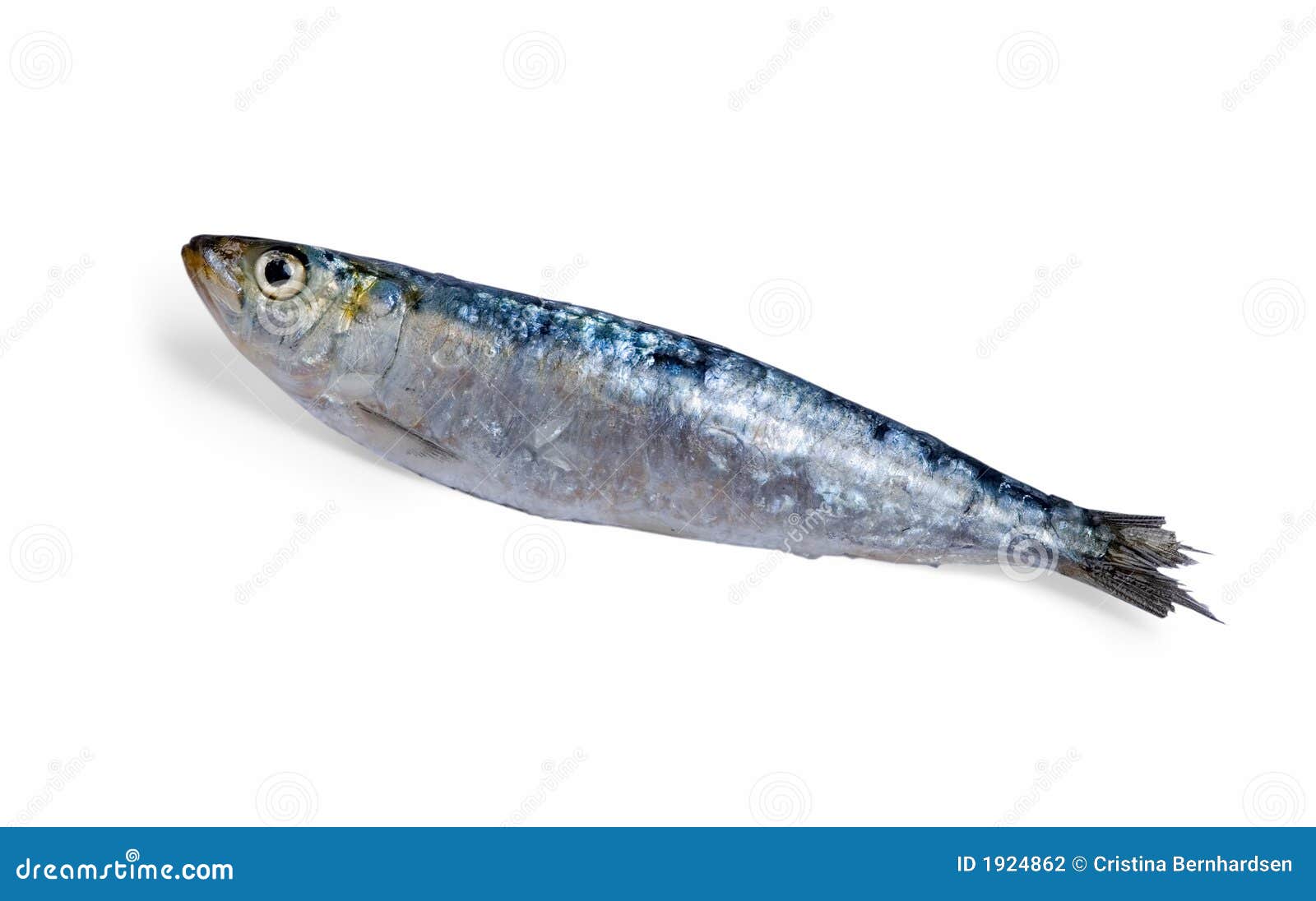 Sardine stock photo. Image of detail, lunch, animal, kitchen - 1924862